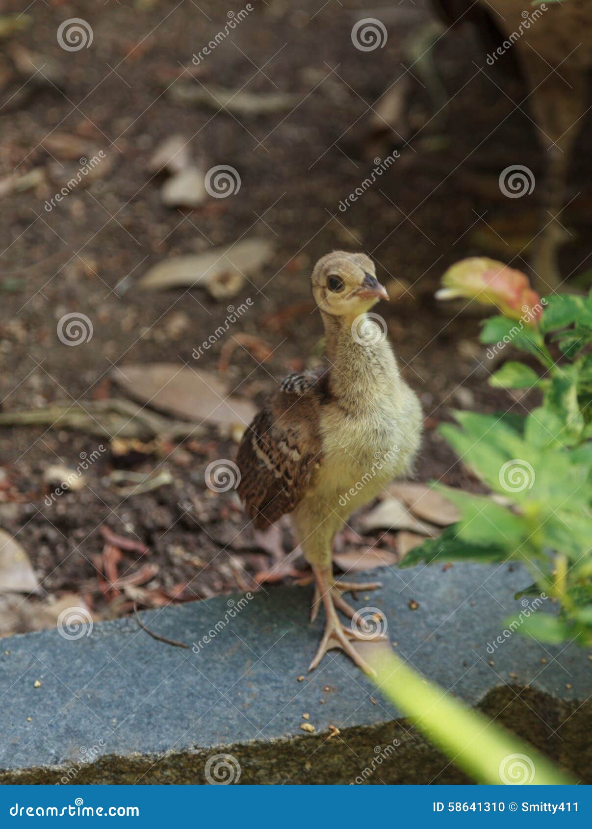 Babypfau, Pavo cristatus stockfoto. Bild von aufwendig - 58641310