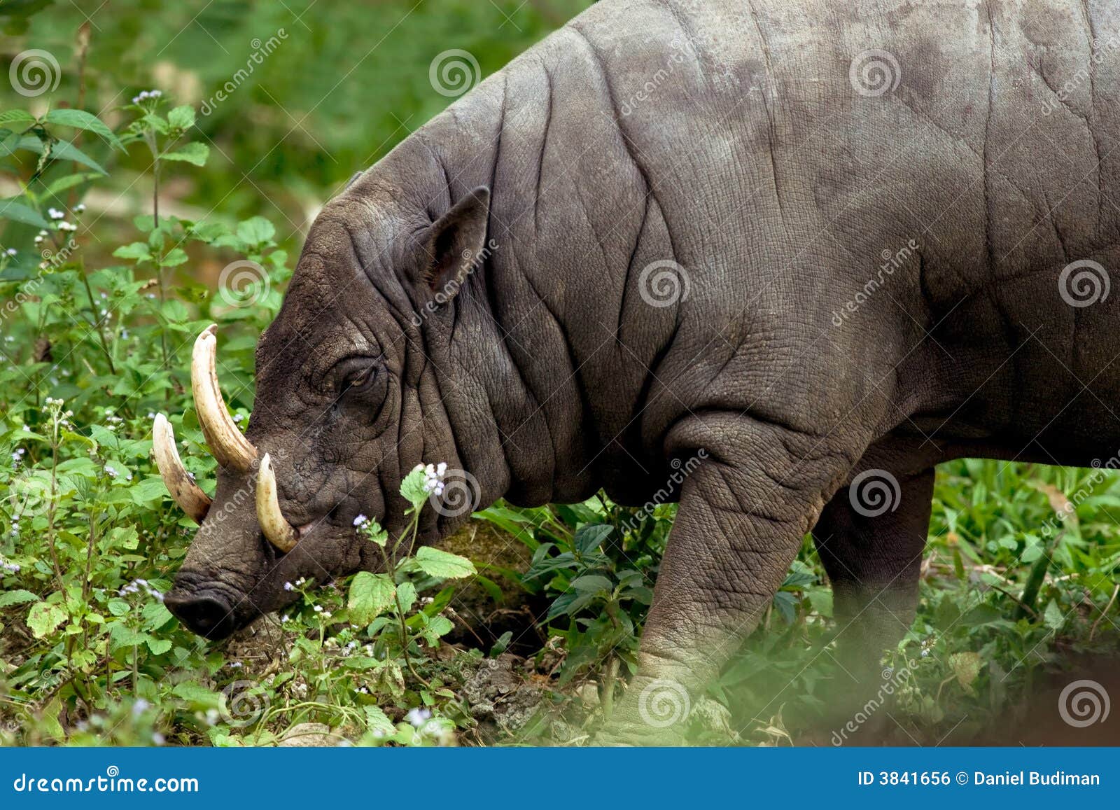 Babyrousa babyrussa stock photo. Image of eating, suidae - 3841656