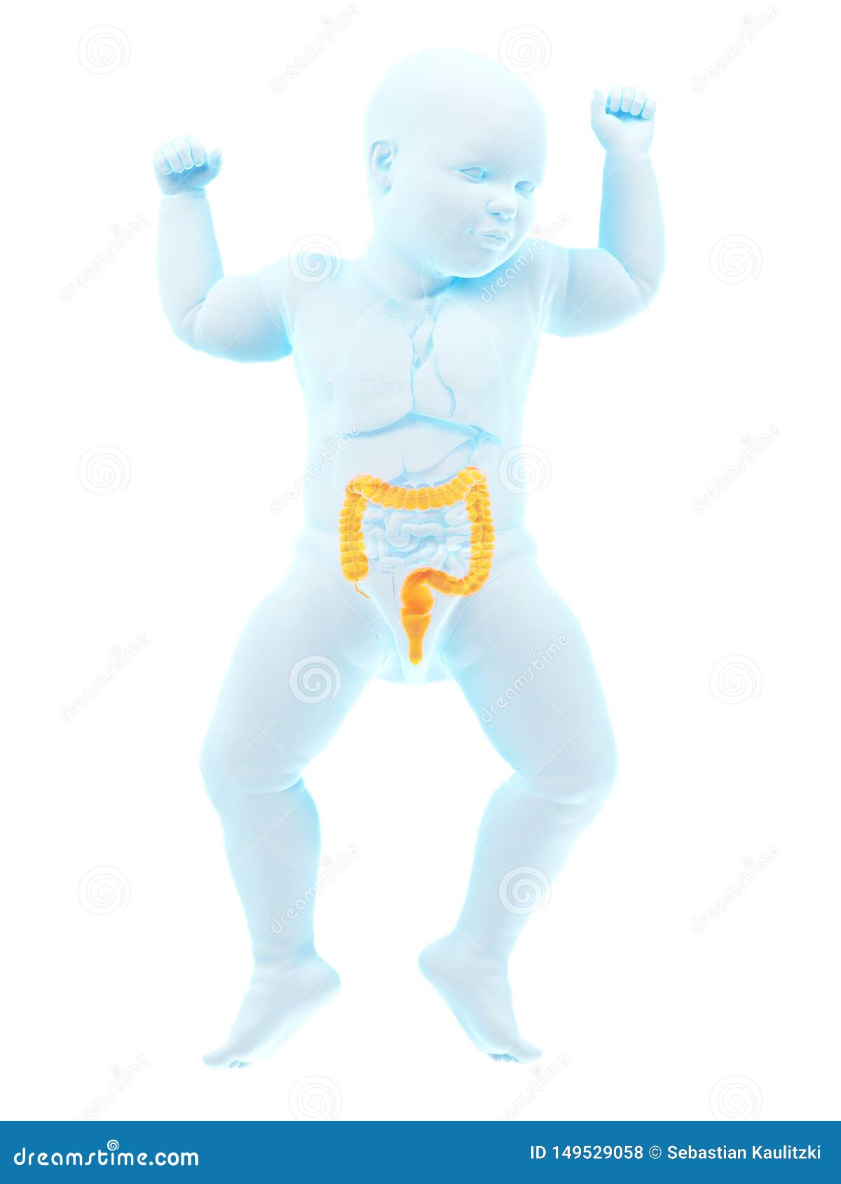 A babys colon stock illustration. Illustration of bowel - 149529058