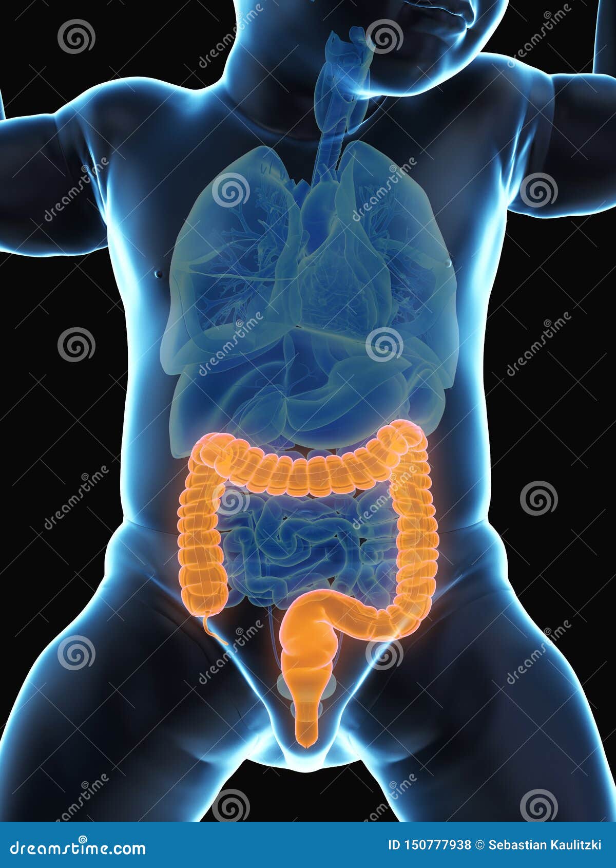 A babys colon stock illustration. Illustration of intestinal - 150777938
