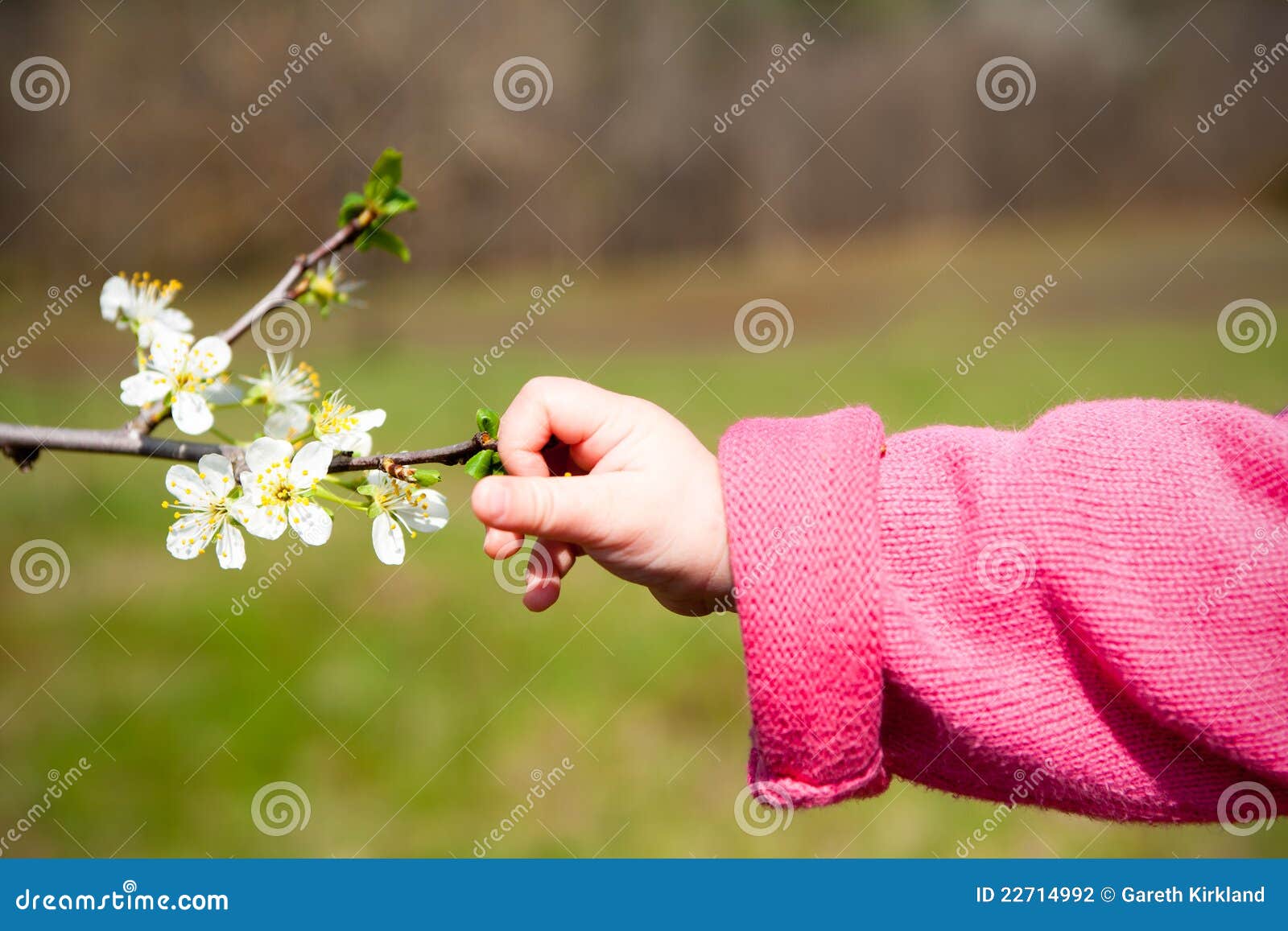 Babys Hand Touching Spring Blossom Stock Photo - Image of field ...