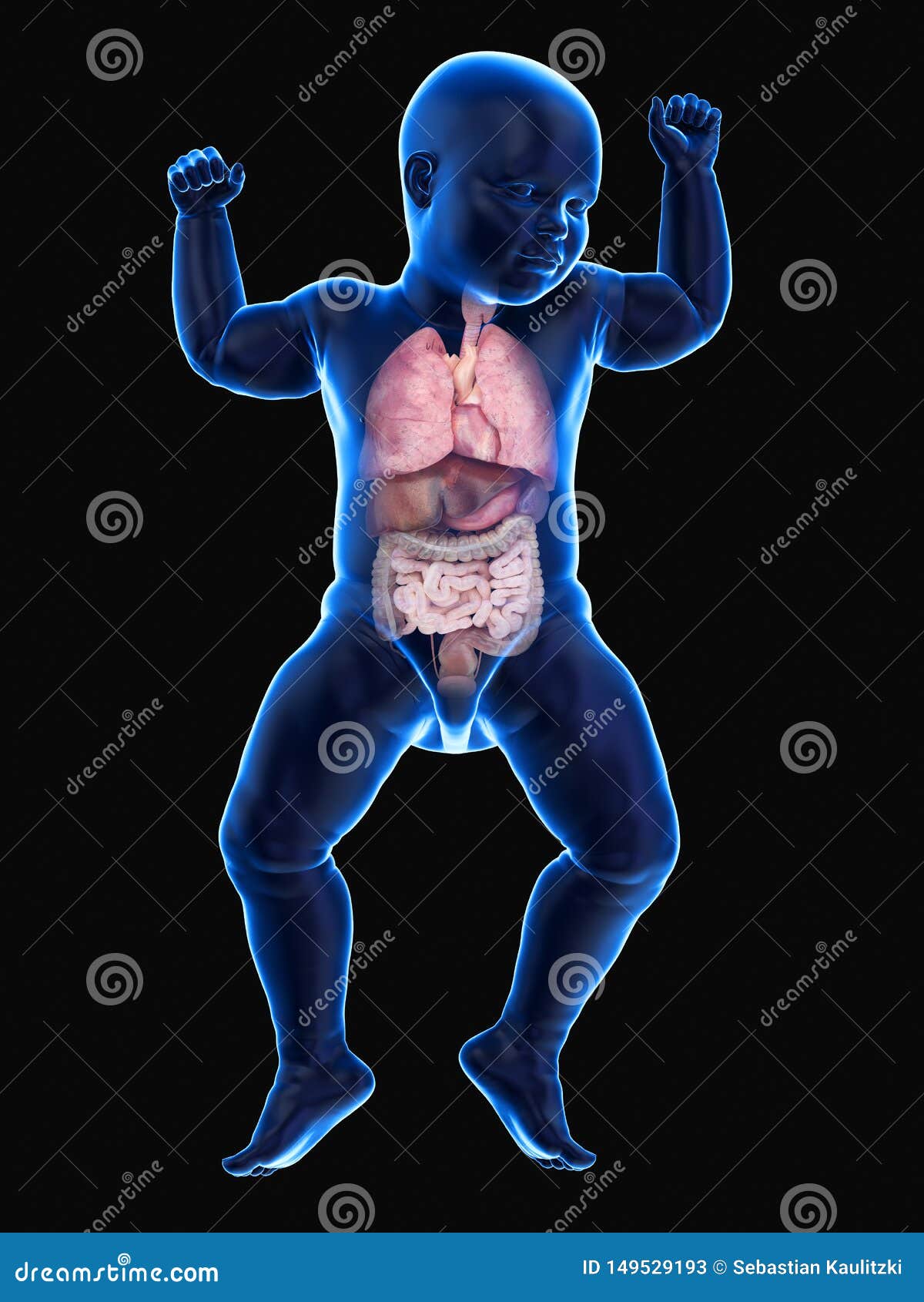A babys internal organs stock illustration. Illustration of abdomen ...