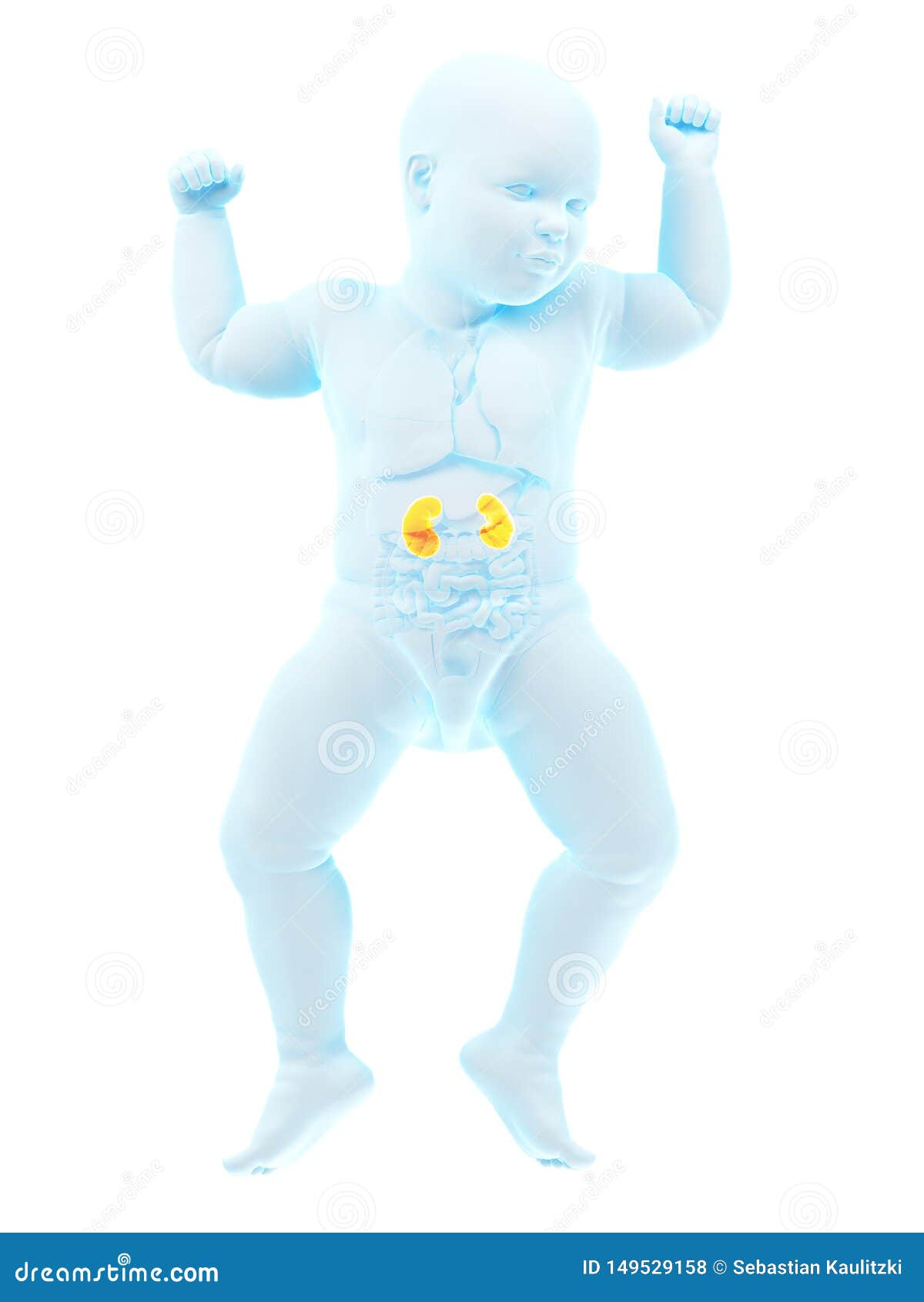 A babys kidneys stock illustration. Illustration of organ - 149529158