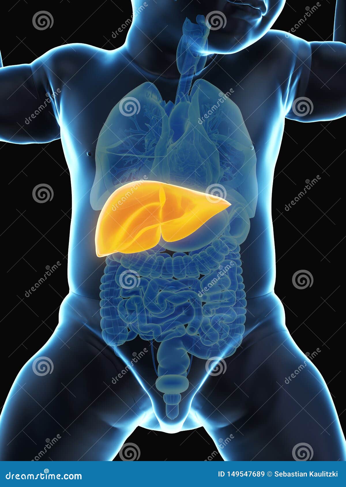 A babys liver stock illustration. Illustration of hyperoxaluria - 149547689