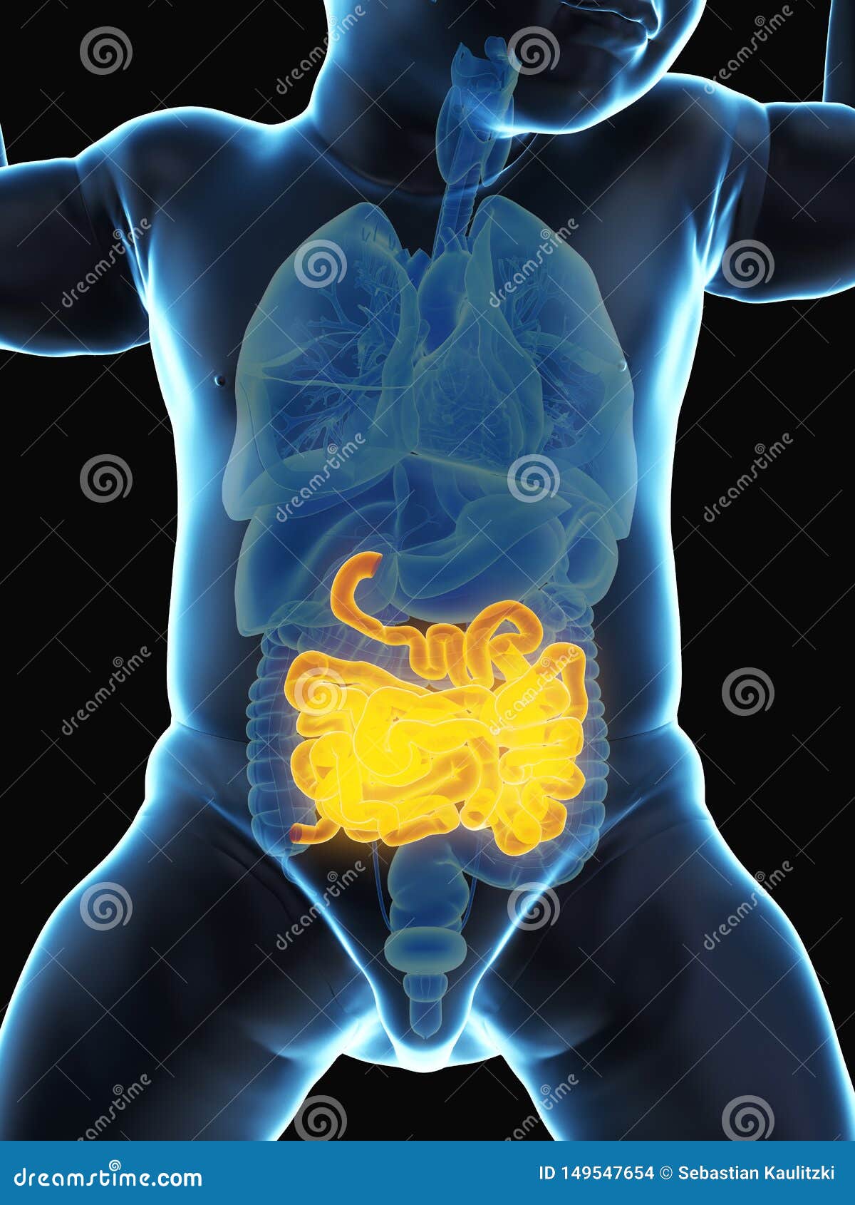 A babys small intestine stock illustration. Illustration of entero ...