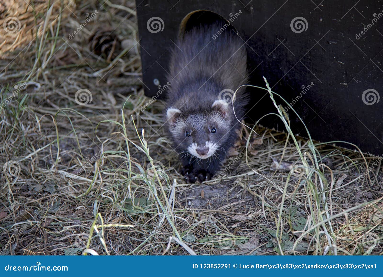 Babys van bunzing stock afbeelding. Image of dieren - 123852291