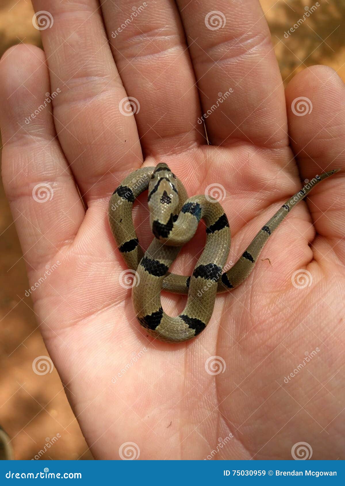 Identificatie Van Bruine Babyslang Gewone Pofadder | Natuurwijzer