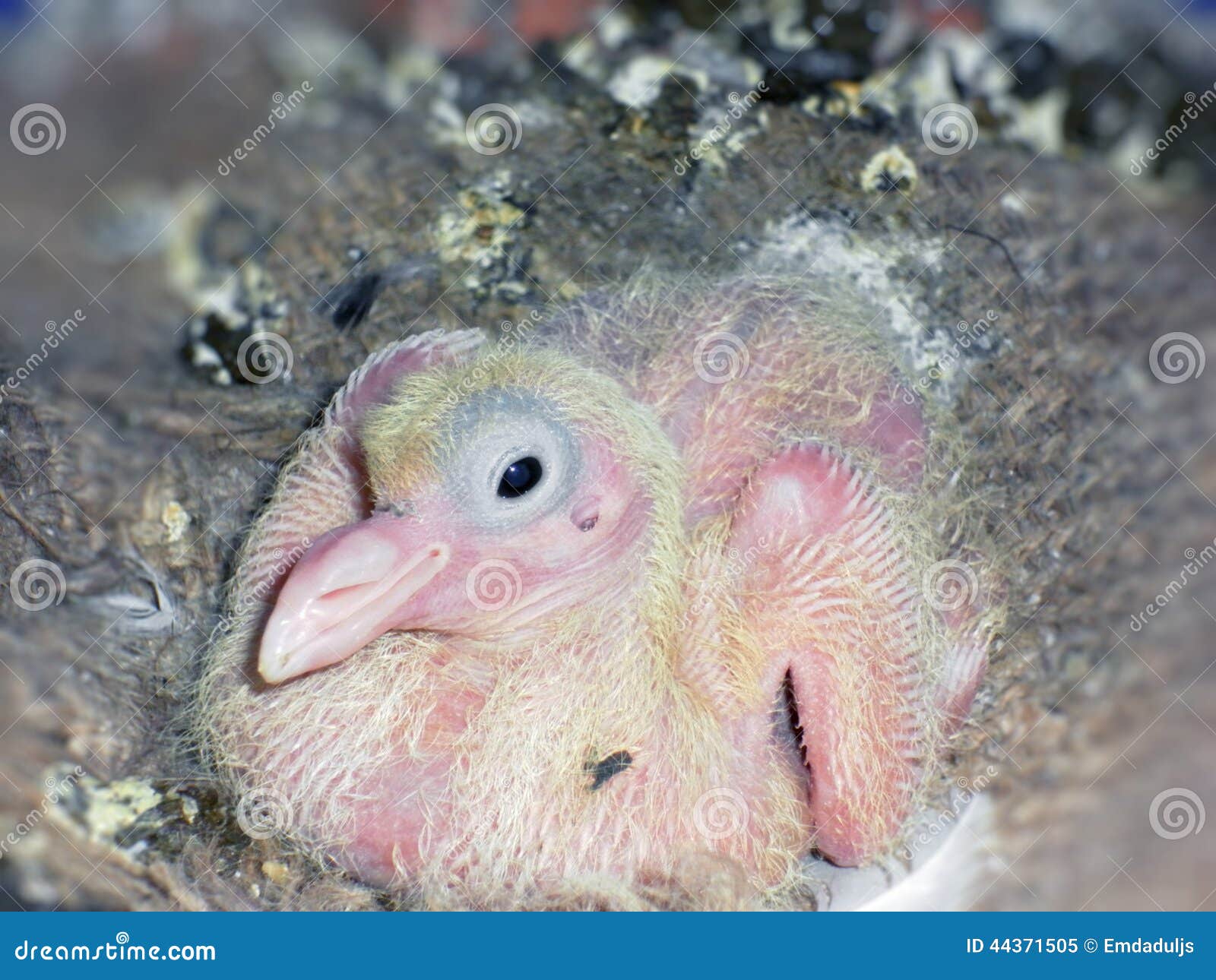 Babytaube stockbild. Bild von geburt, schätzchen, grünschnabel - 44371505