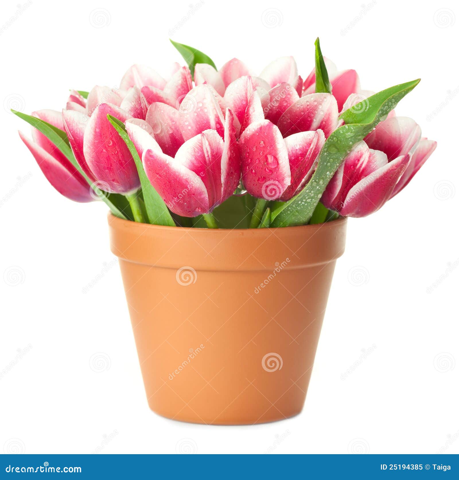 Bac De Fleur Avec Les Tulipes Roses Image stock - Image du bourgeon ...