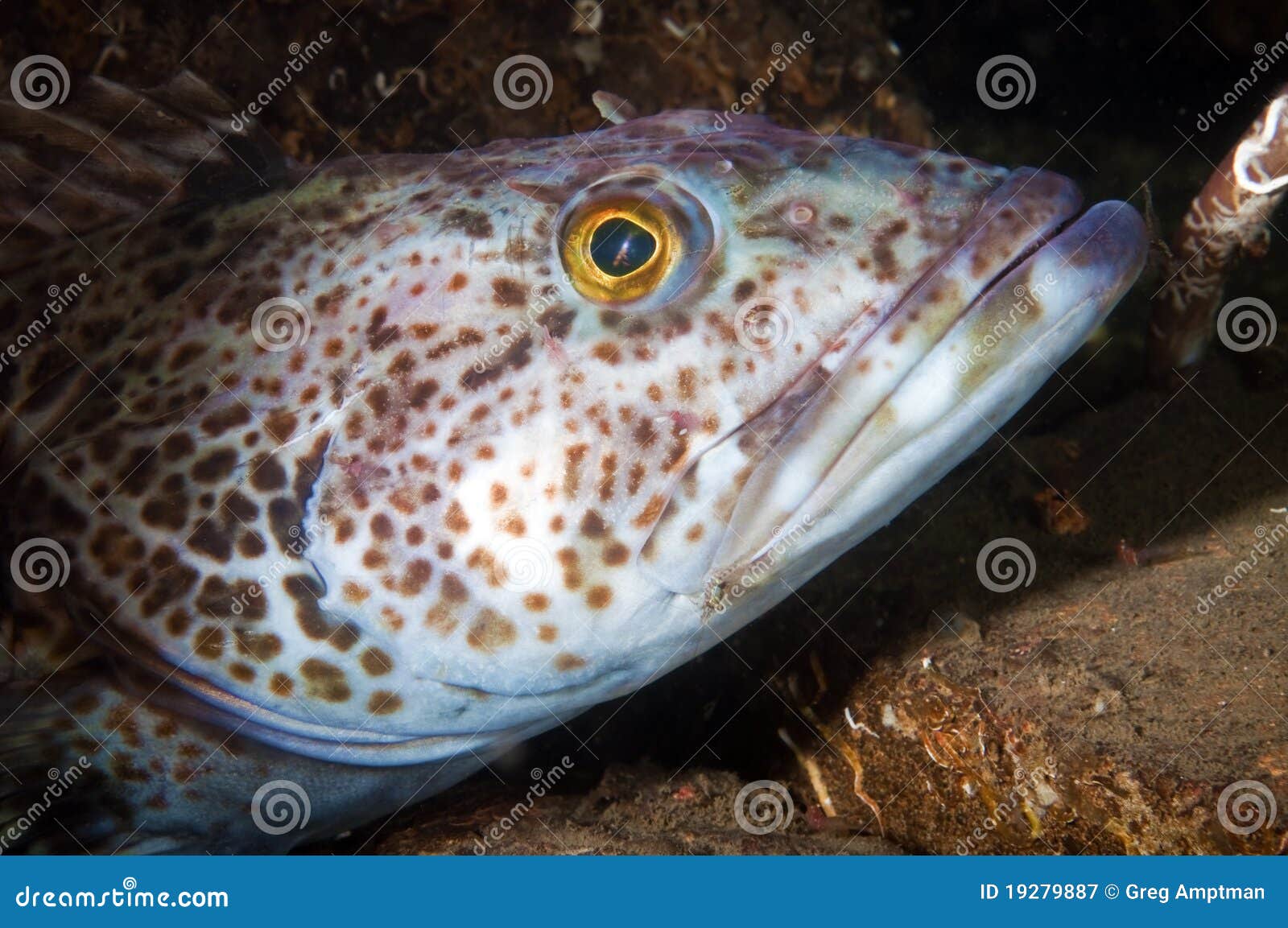Bacalhau de Ling imagem de stock. Imagem de predador - 19279887