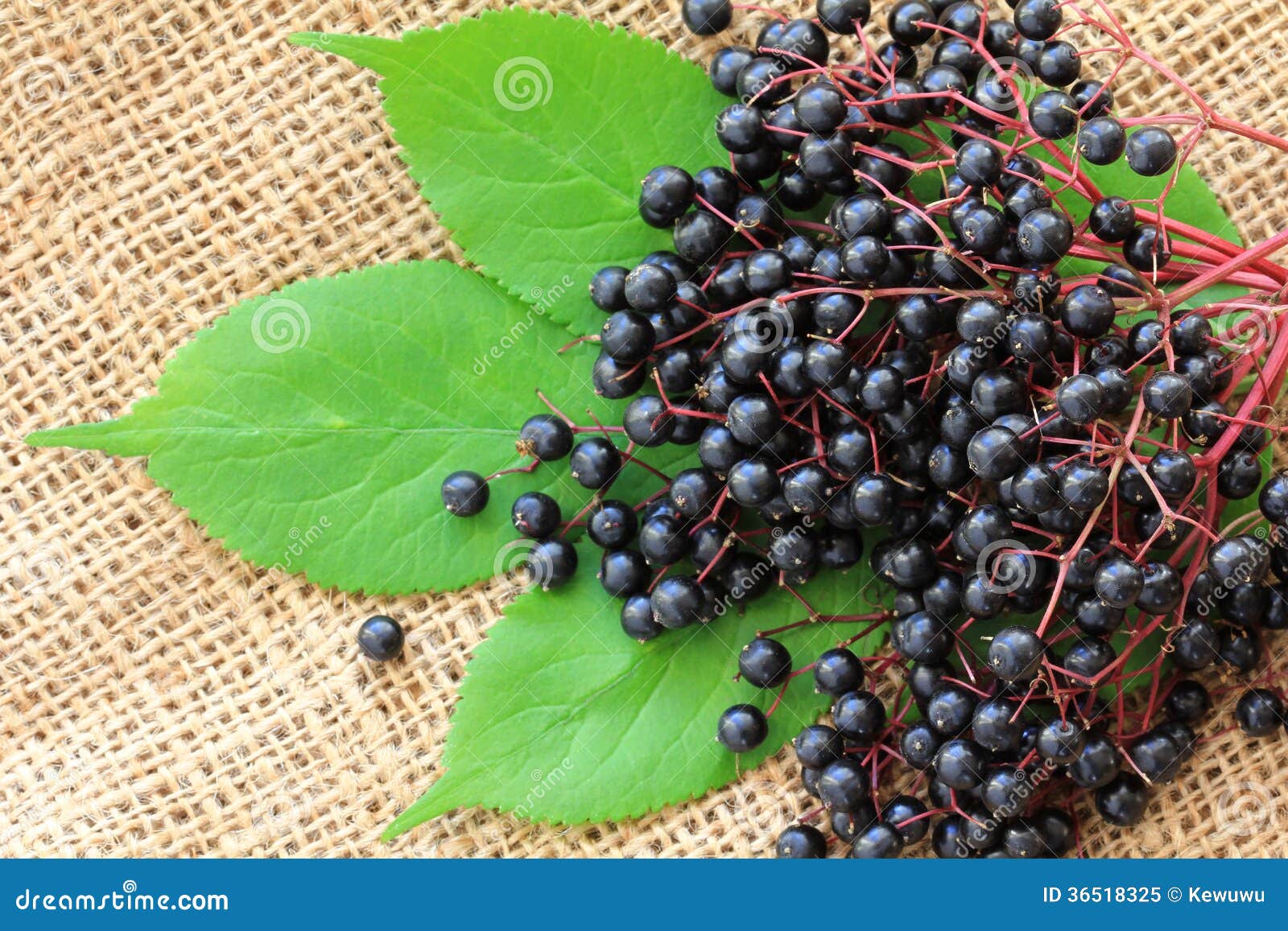 Bacca Di Sambuco (bacche Del Sambucus) Immagine Stock - Immagine di ...