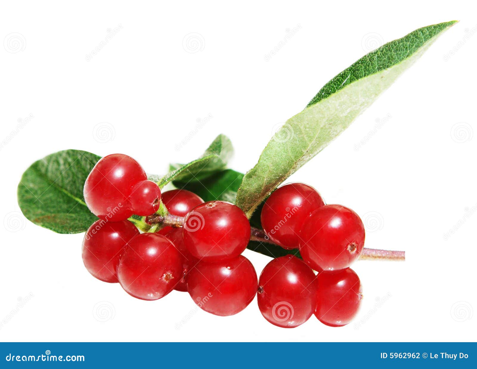 Bacca Selvatica Del Caprifoglio Fotografia Stock - Immagine di macro ...