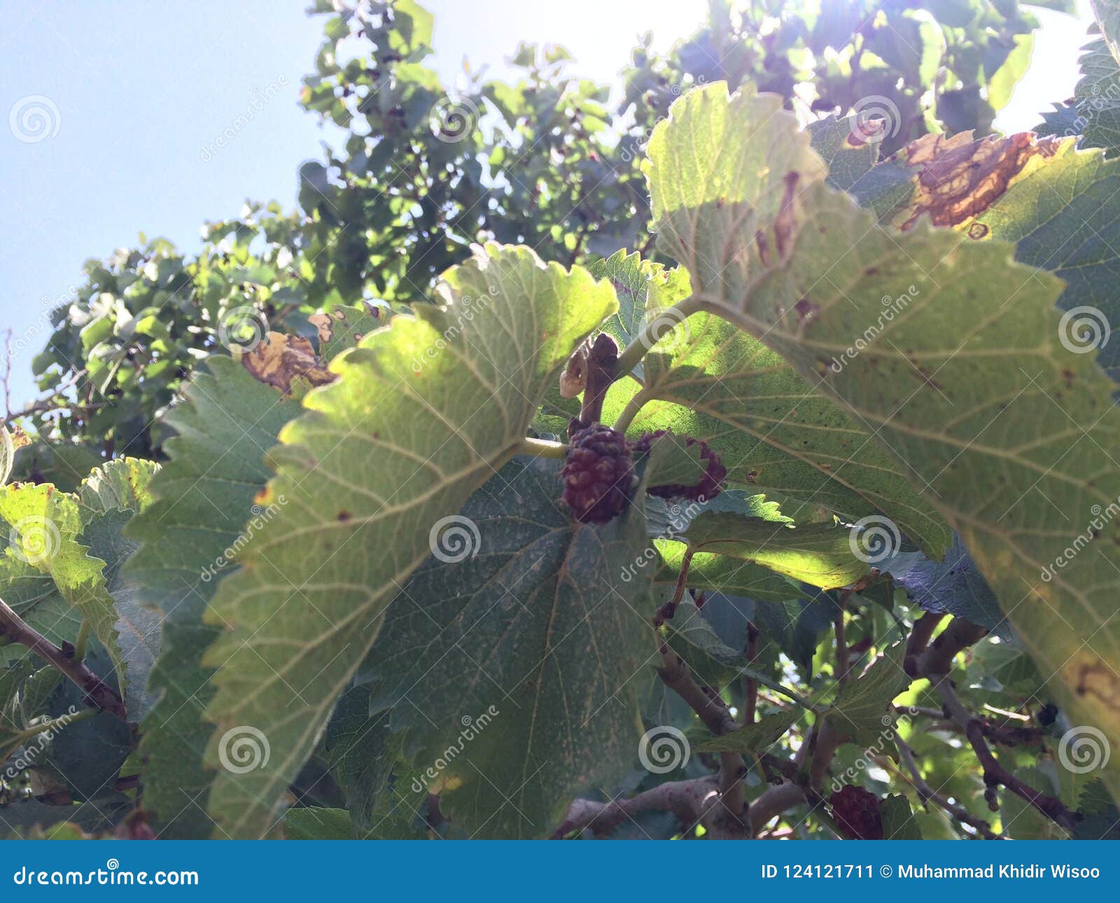 Baccate tree stock image. Image of walnut, stick, young - 124121711