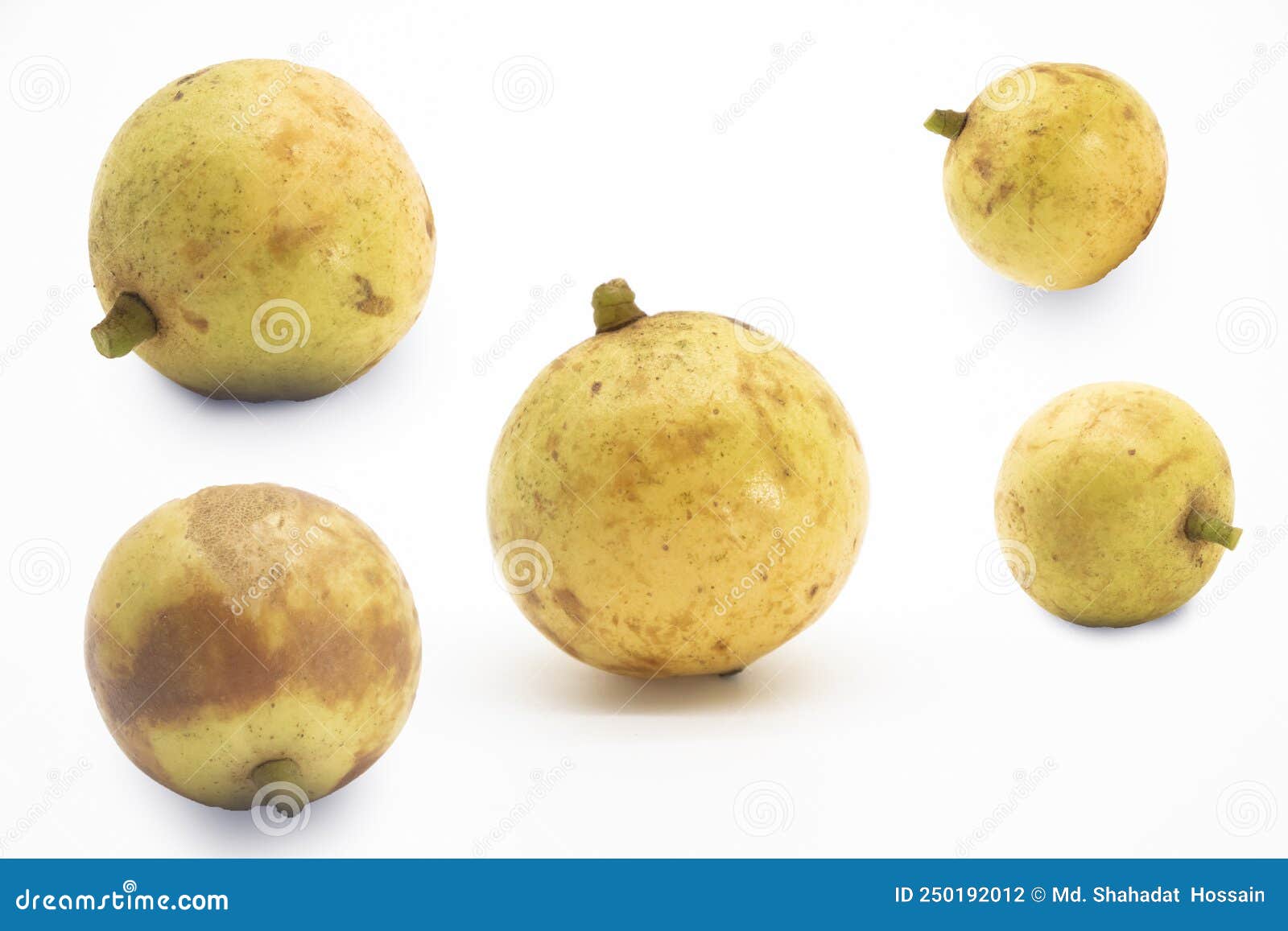 Baccaurea Motleyana Fruit On Tree In Farm Stock Photography ...