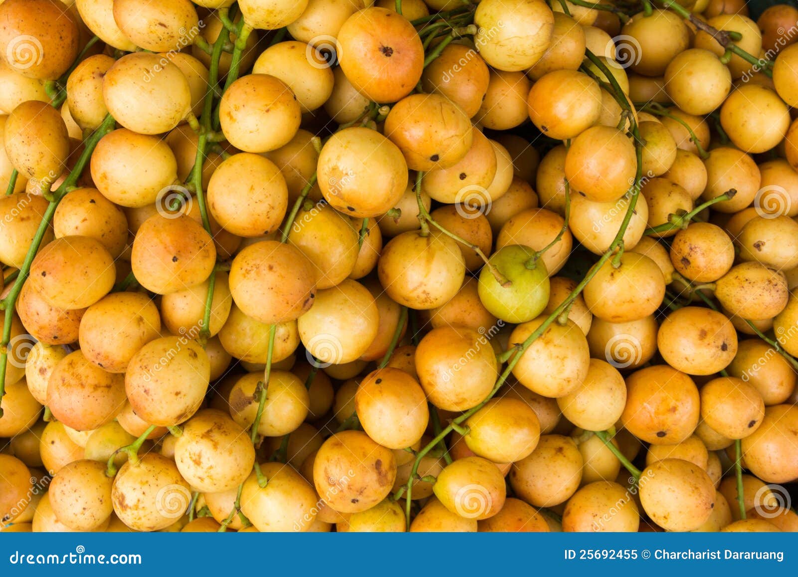 Baccaurea Ramiflora Lour Or Burmese Grape Tree , Mafai In Thai, Sweet ...
