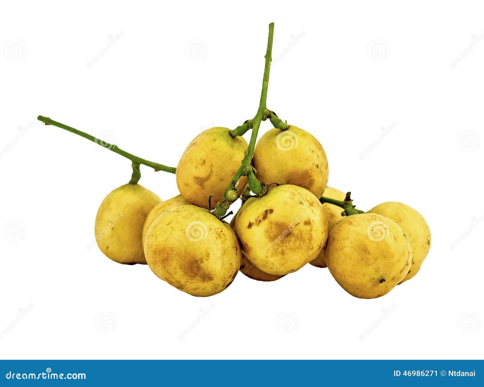 Baccaurea Ramiflora Lour Or Burmese Grape Tree , Mafai In Thai, Sweet ...