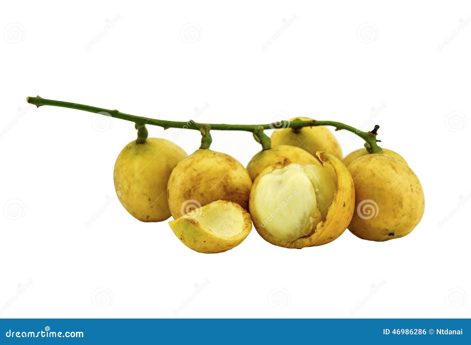 Baccaurea Ramiflora Lour Or Burmese Grape Tree , Mafai In Thai, Sweet ...