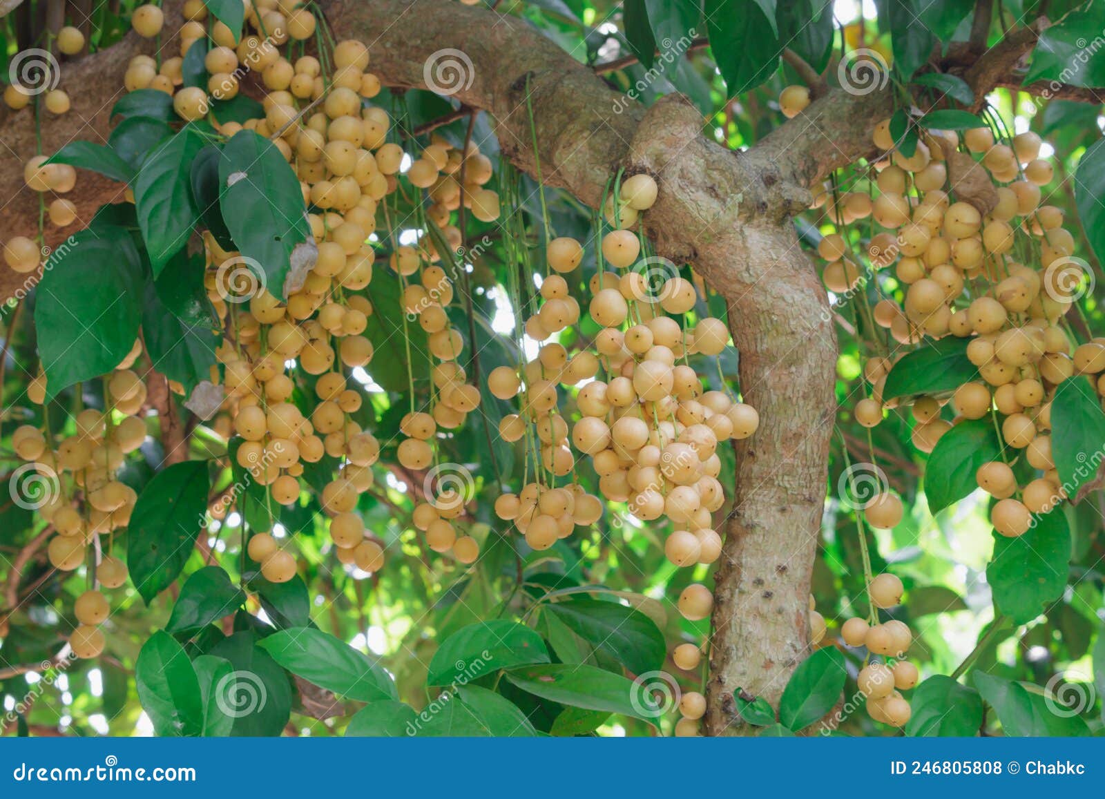 Baccaurea Ramiflora Ripe on the Tree. Stock Photo - Image of green ...