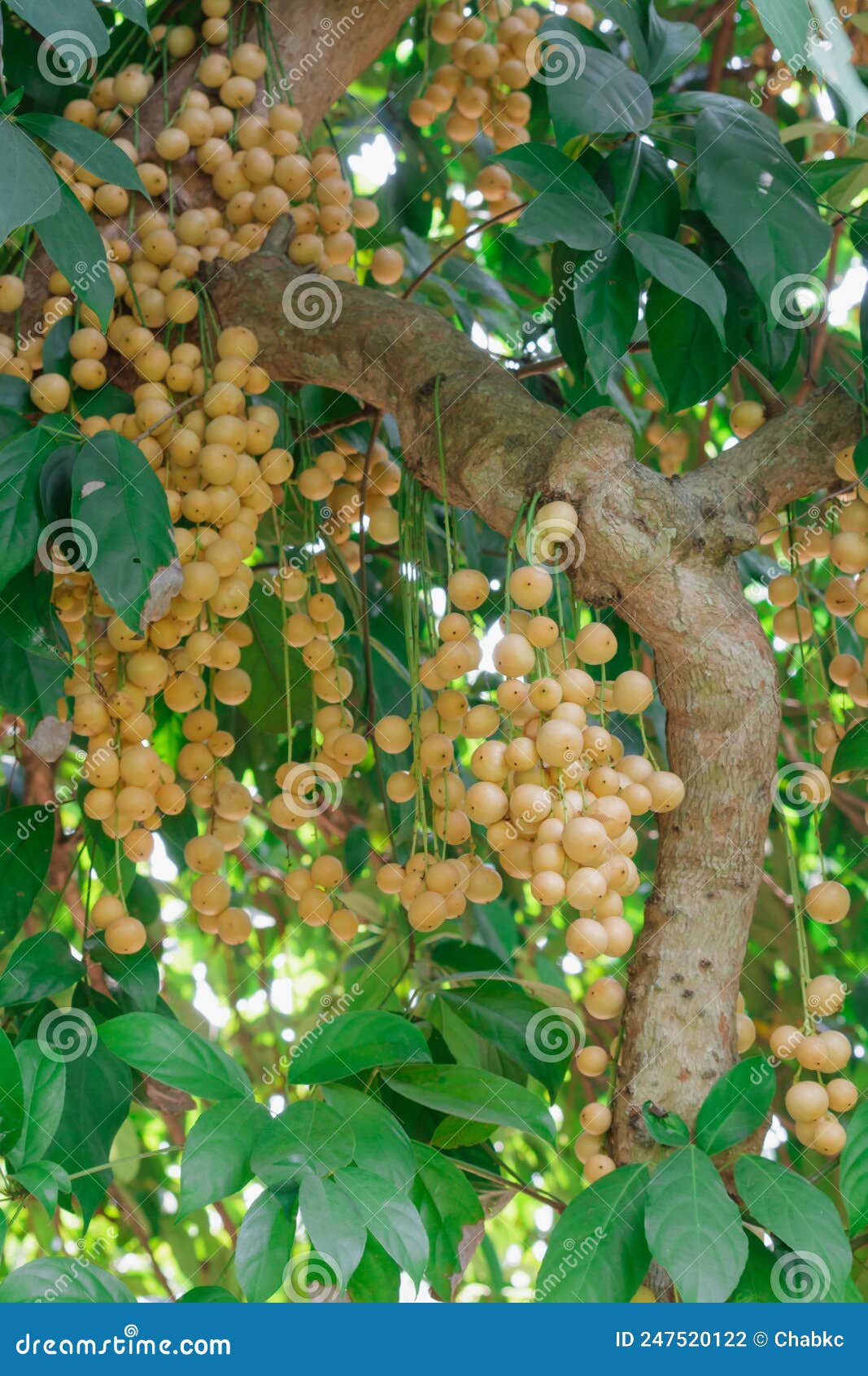 Baccaurea Ramiflora Ripe on the Tree. Stock Photo - Image of ramiflora ...