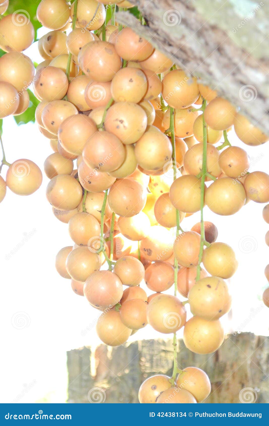 Baccaurea ramiflora stock photo. Image of thailand, health - 42438134