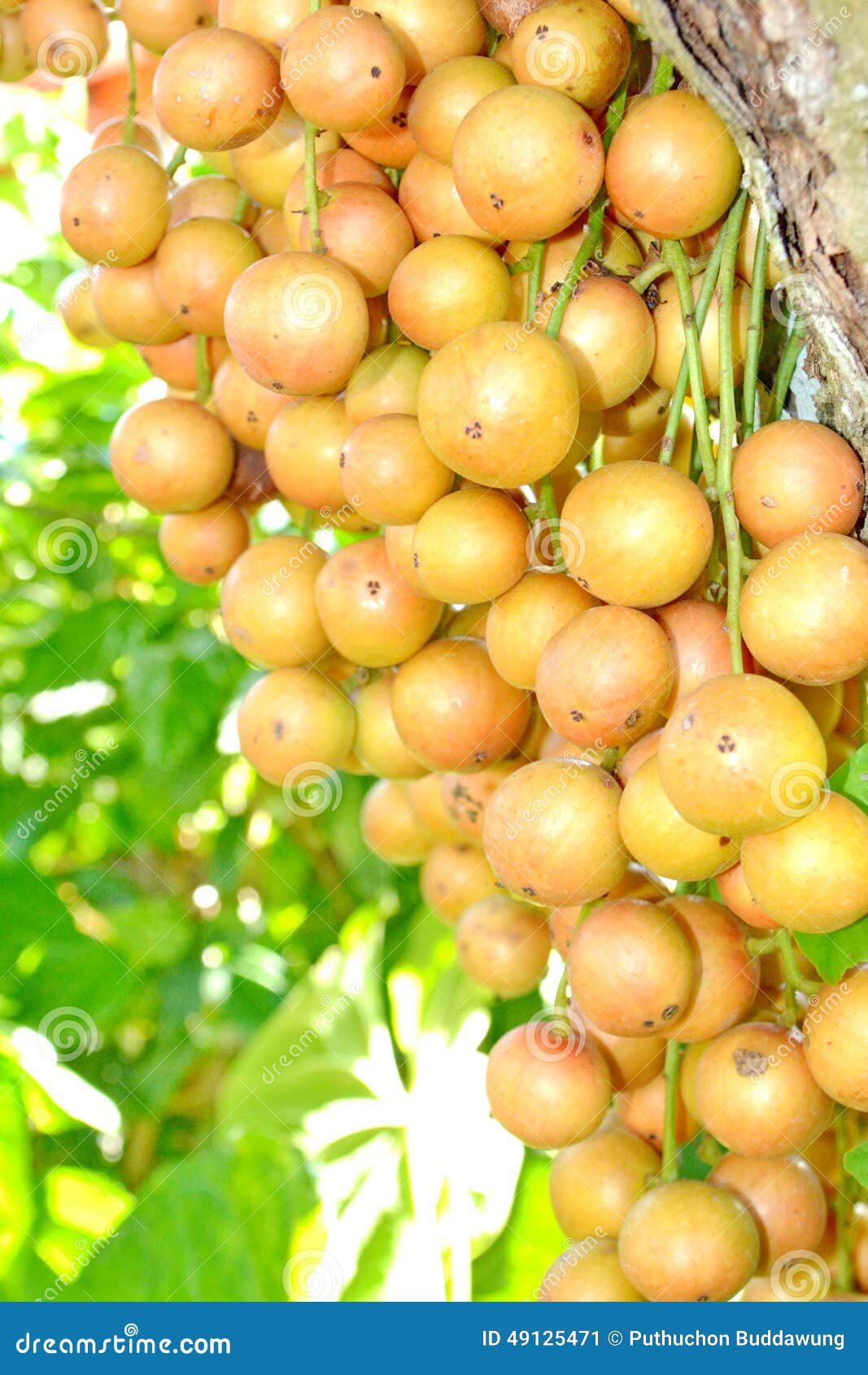 Baccaurea ramiflora stock image. Image of traditional - 49125471
