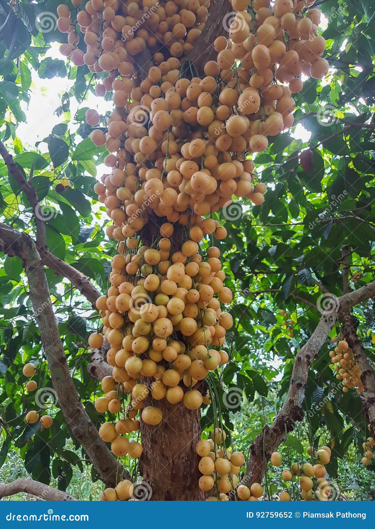 Baccaurea ramiflora stock photo. Image of sour, herbal - 92759652