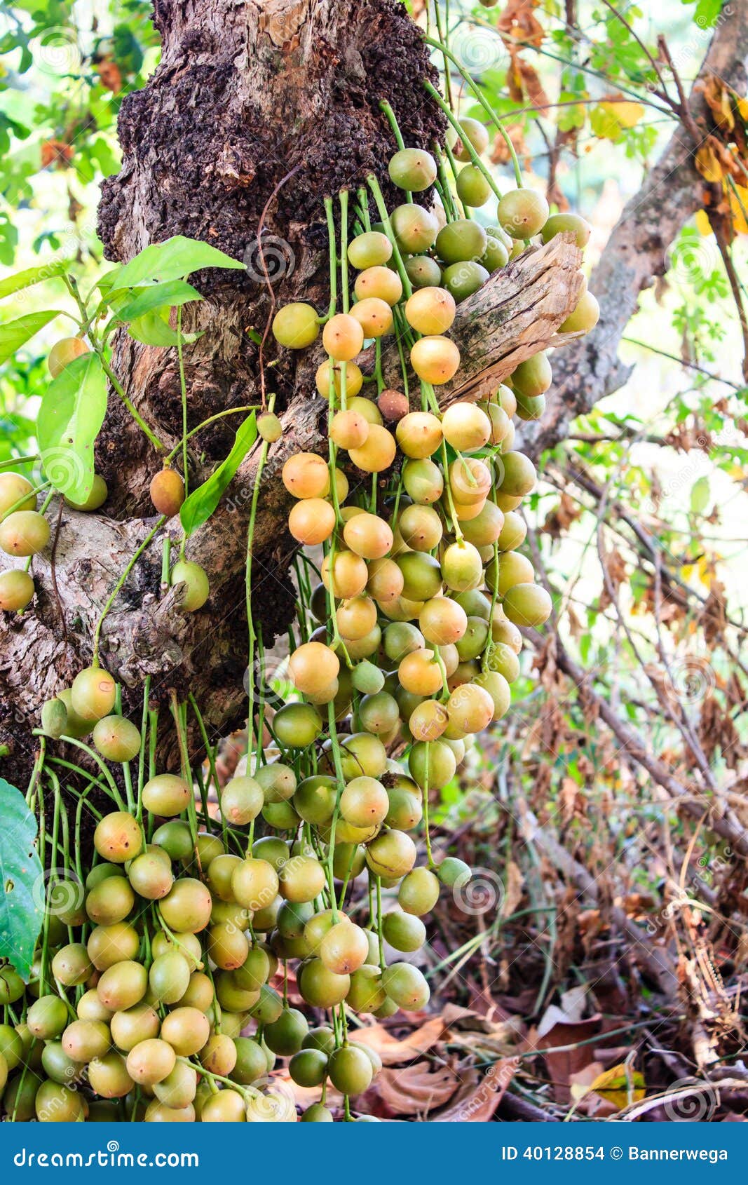 Baccaurea Ramiflora on the Tree Stock Photo - Image of bunch, herbal ...
