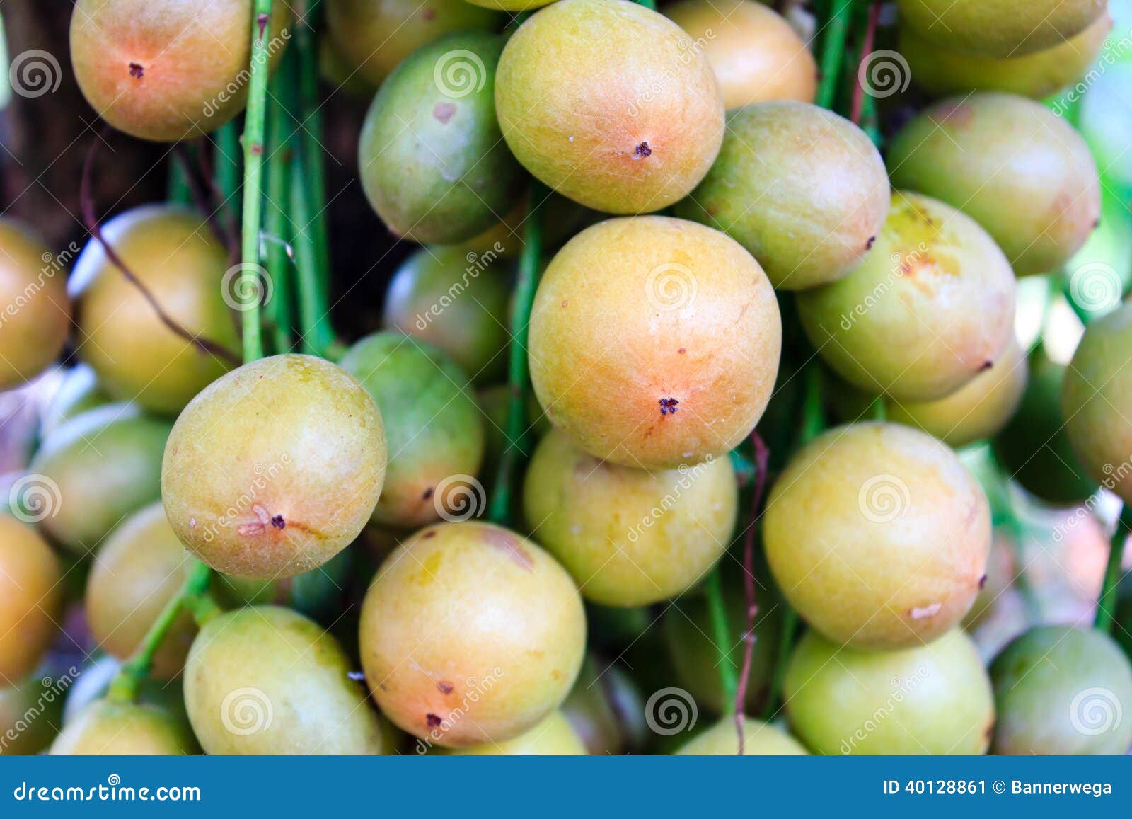Baccaurea Ramiflora on the Tree Stock Image - Image of traditional ...