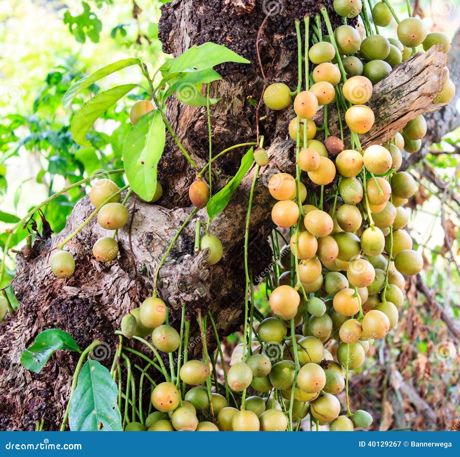 Baccaurea Ramiflora Lour Or Burmese Grape Tree , Mafai In Thai, Sweet ...