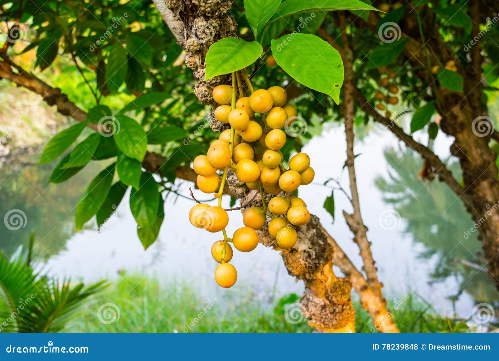 Baccaurea Ramiflora Lour Or Burmese Grape Tree , Mafai In Thai, Sweet ...