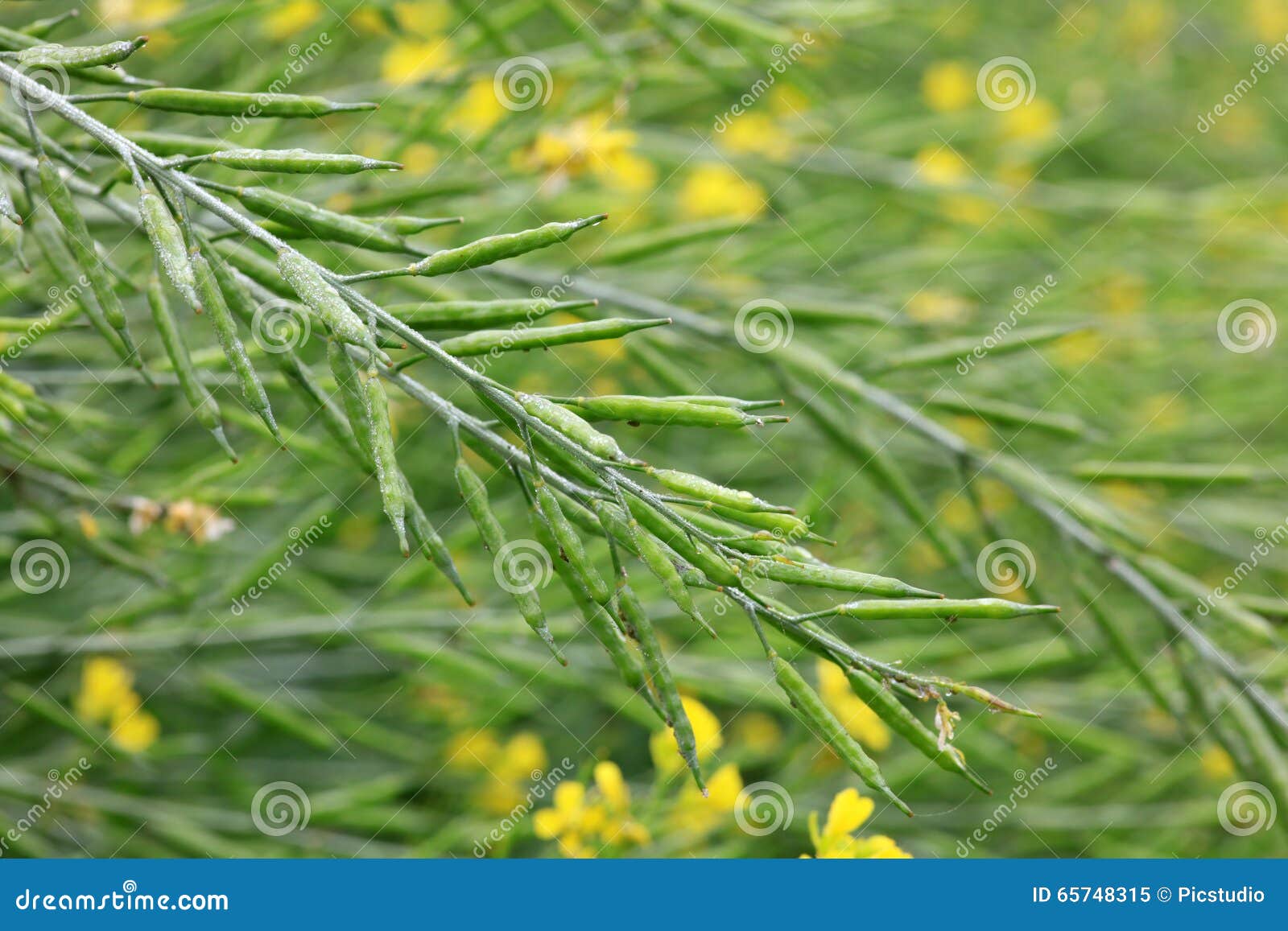 Baccelli Del Seme Di Senape Immagine Stock - Immagine di fogli, pianta ...