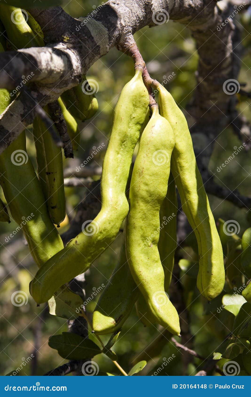 Baccelli della carruba fotografia stock. Immagine di cannone - 20164148
