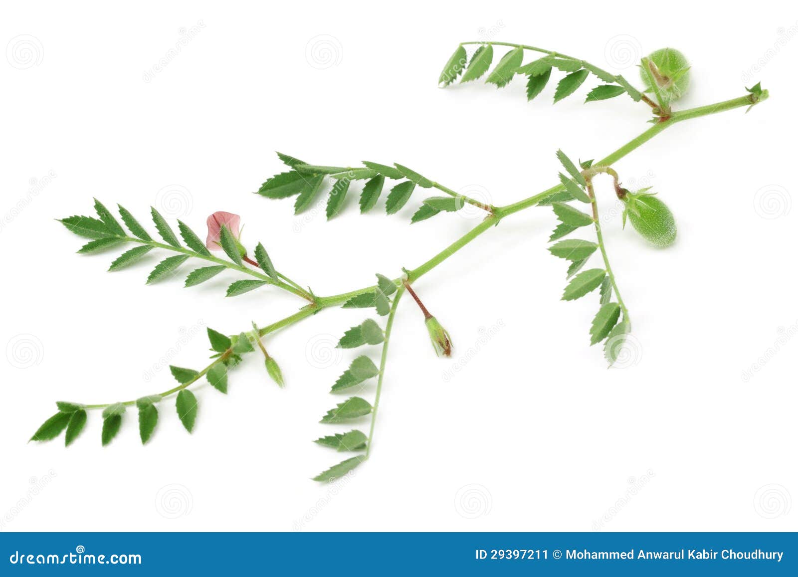 Baccello Del Cece Nella Pianta Di Cece Immagine Stock - Immagine di ...