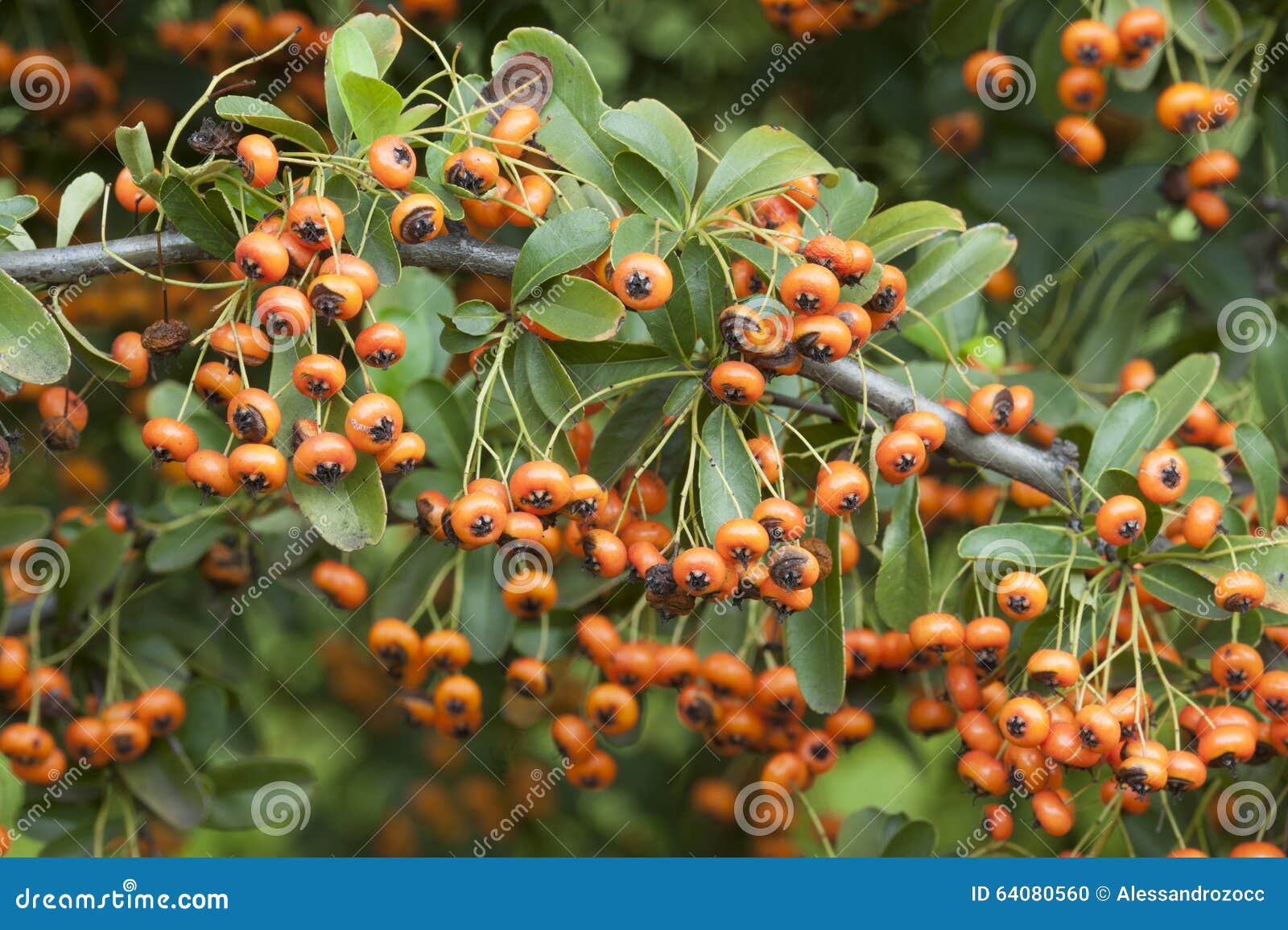 Bacche Arancio Del Cespuglio Ornamentale Fotografia Stock - Immagine di ...