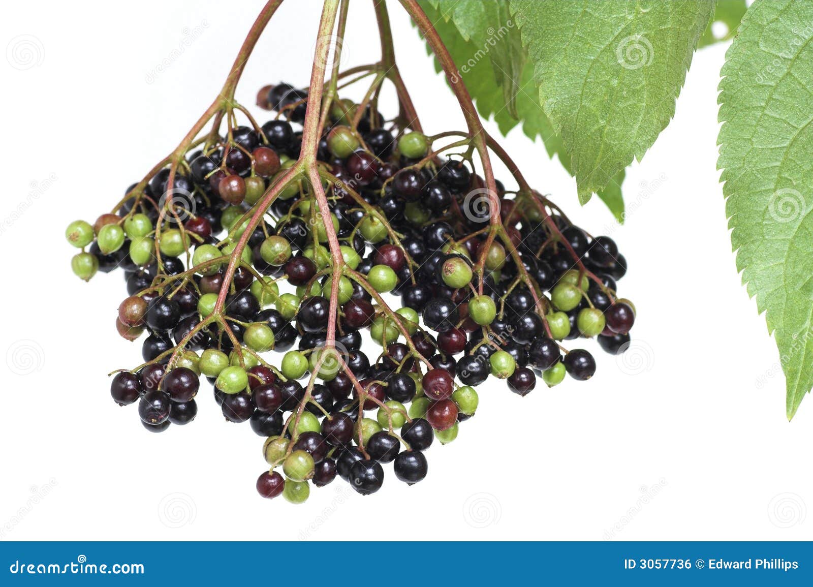 Bacche di sambuco fotografia stock. Immagine di elderberries - 3057736
