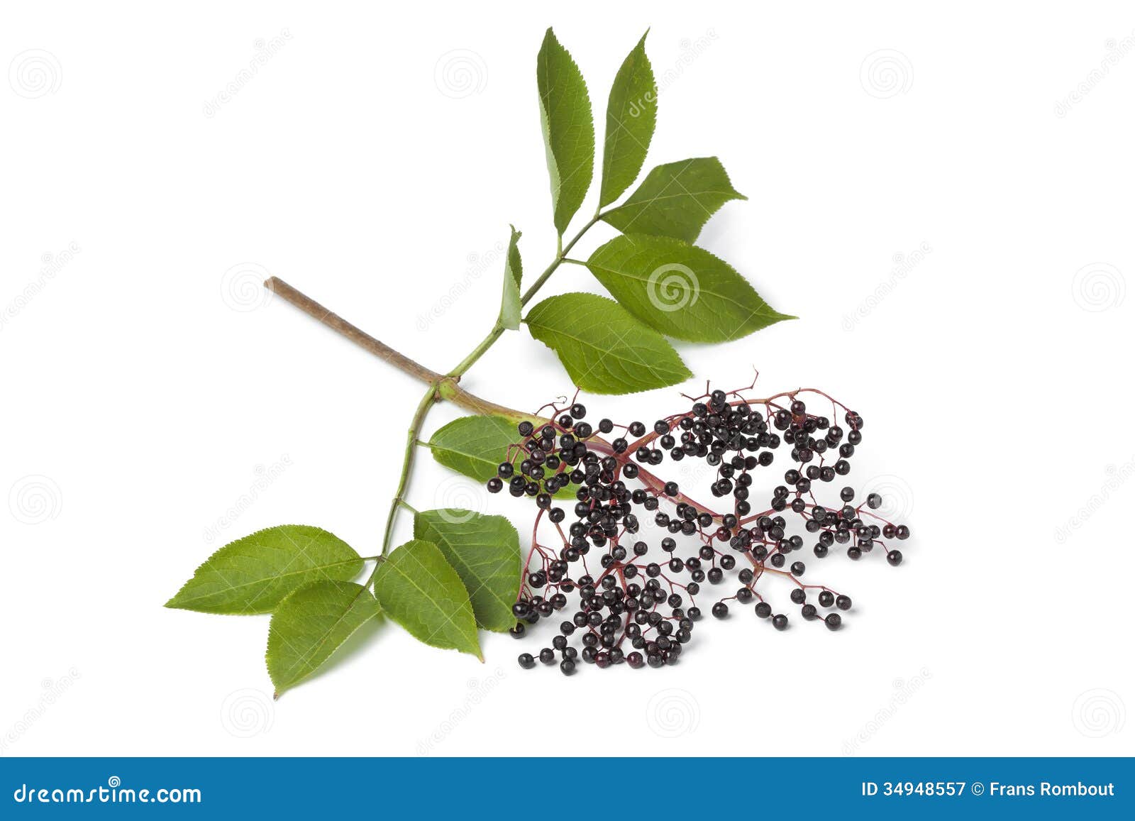 Bacche di sambuco fresche immagine stock. Immagine di organico - 34948557