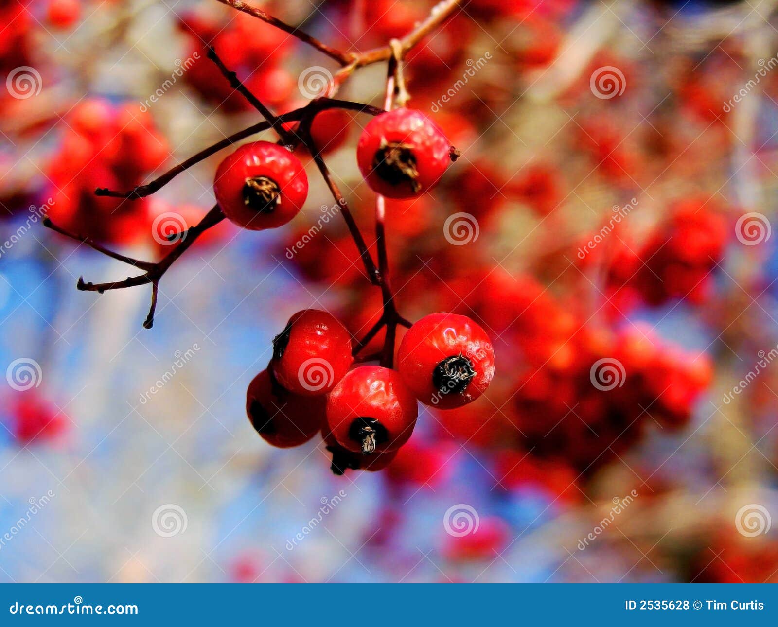 Bacche rosse fotografia stock. Immagine di bacche, caduta - 2535628