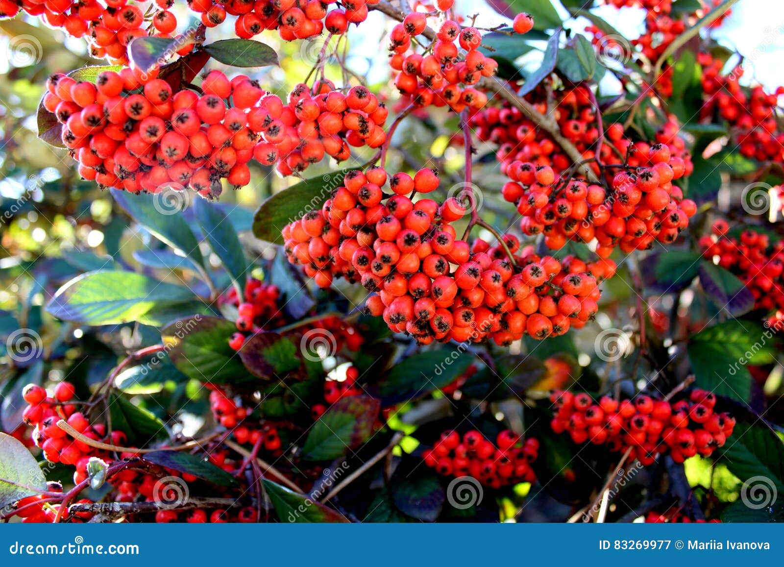 Bacche rosse immagine stock. Immagine di sorba, frutta - 83269977