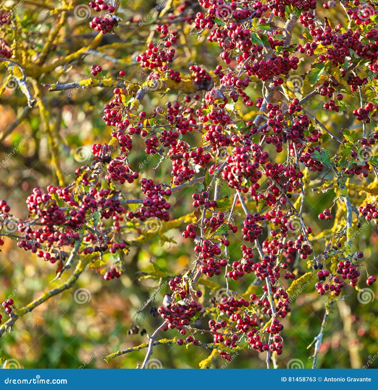 Bacche rosse in autunno immagine stock. Immagine di ceneri - 81458763