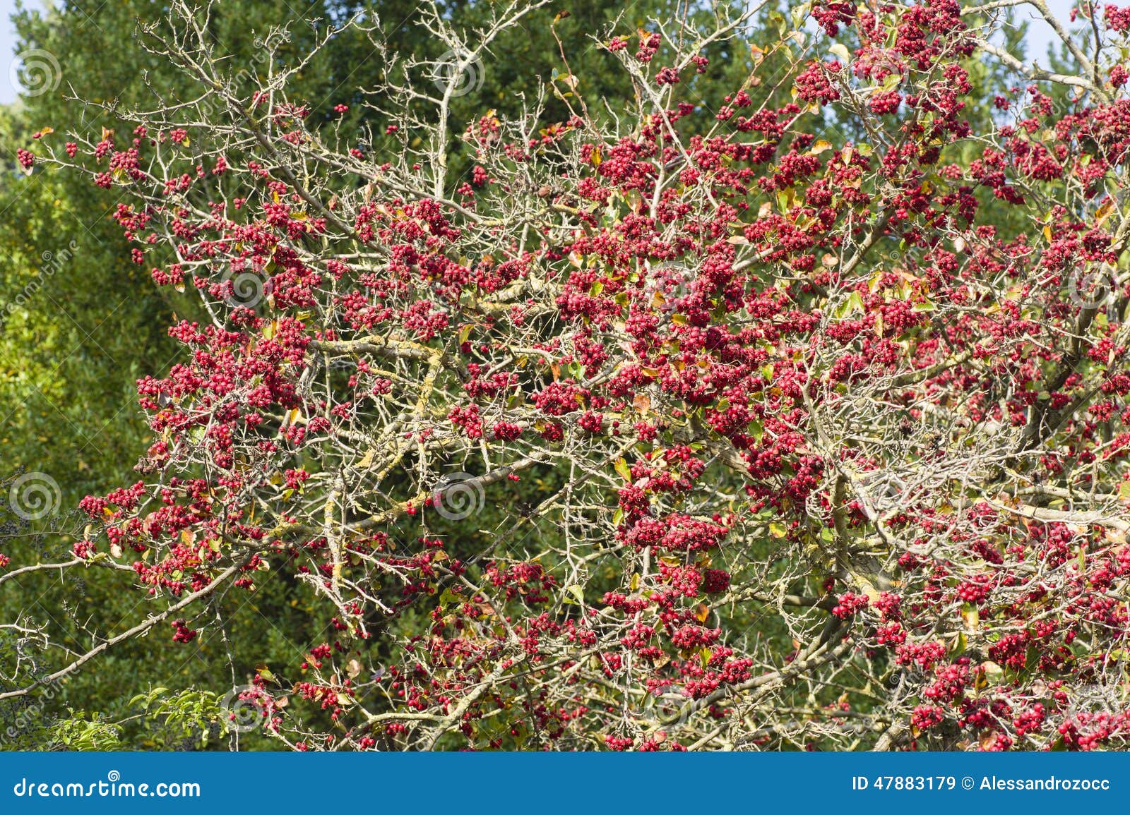 Bacche Rosse Dei Cespugli Del Sottobosco Immagine Stock - Immagine di ...