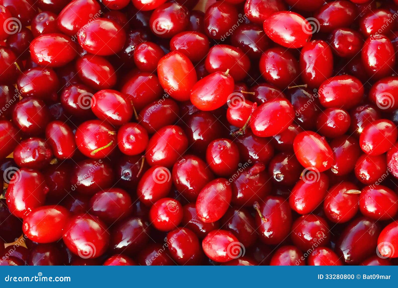 Bacche Rosse Dei Cornioli - Corne Europeo Fotografia Stock - Immagine ...