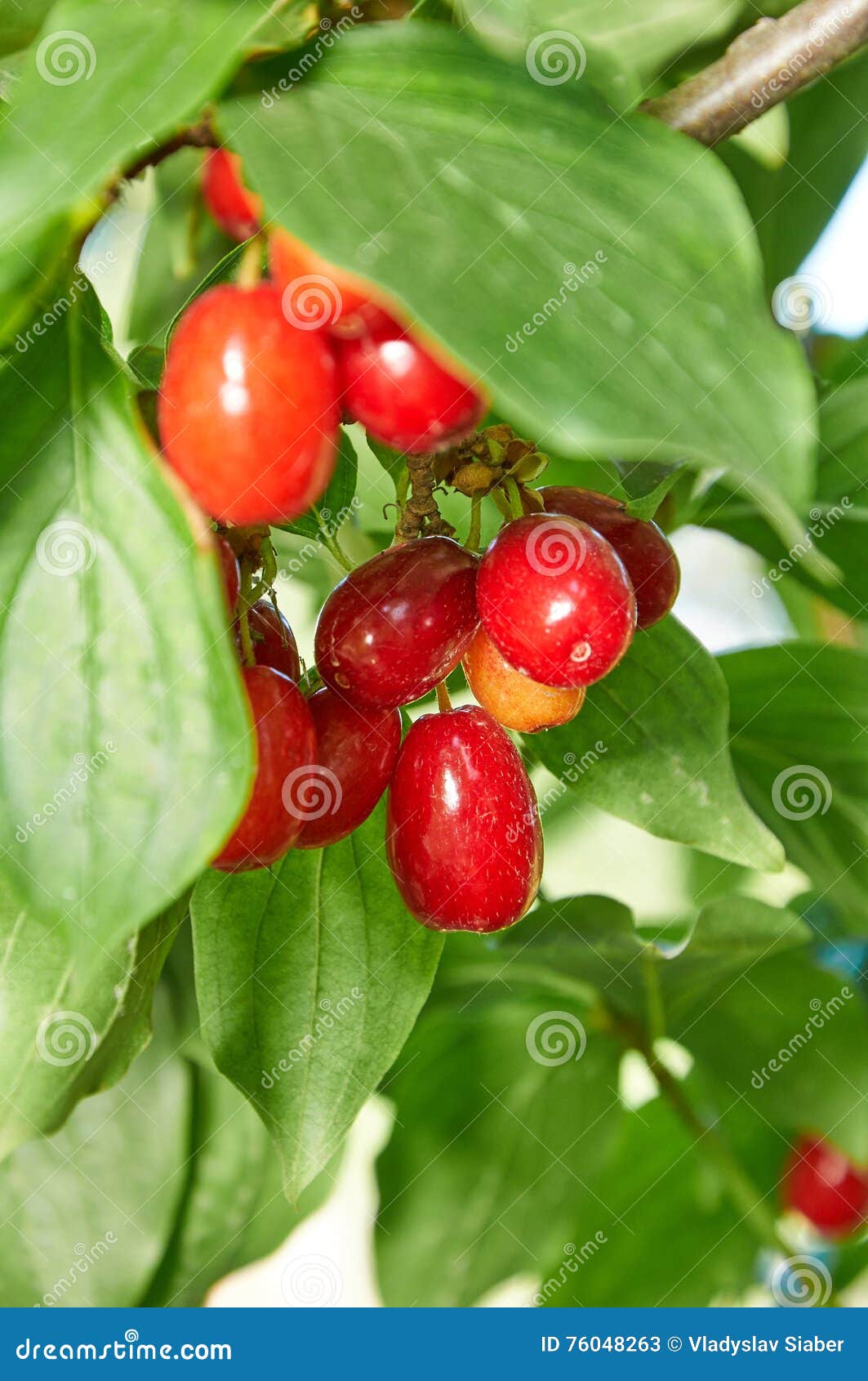 Bacche Rosse Del Corniolo O Corniolo Immagine Stock - Immagine di ...