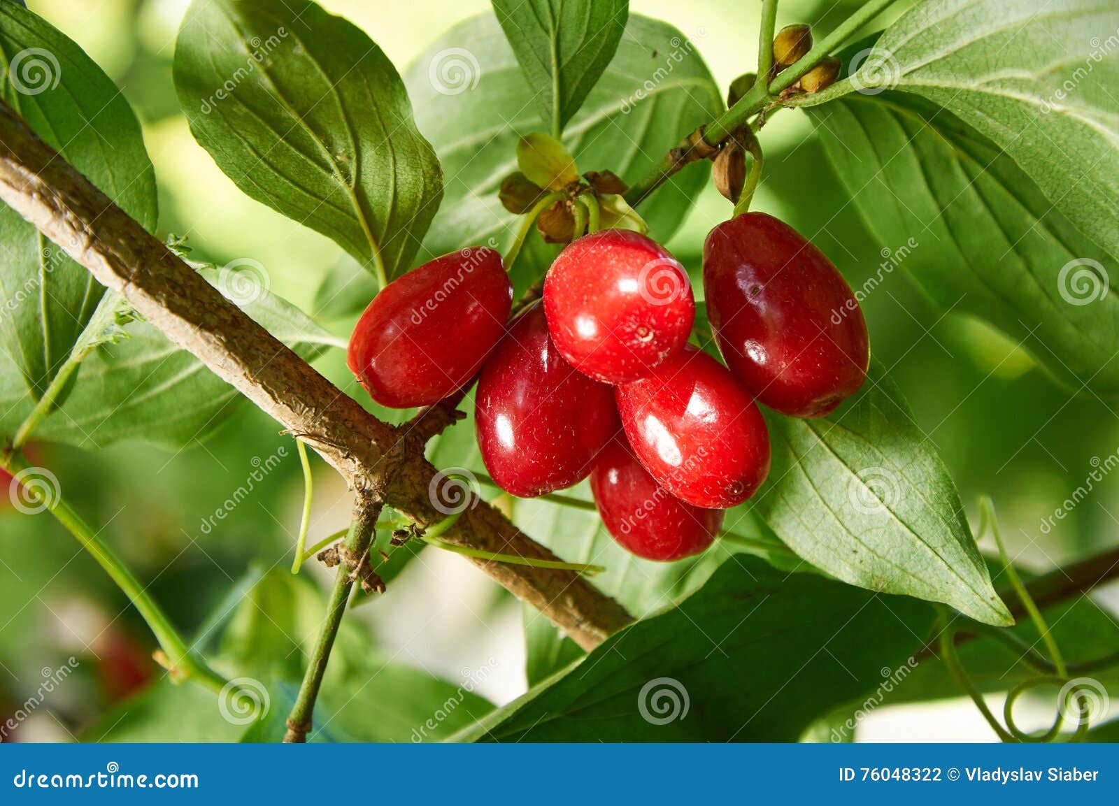 Bacche Rosse Del Corniolo O Corniolo Fotografia Stock - Immagine di ...