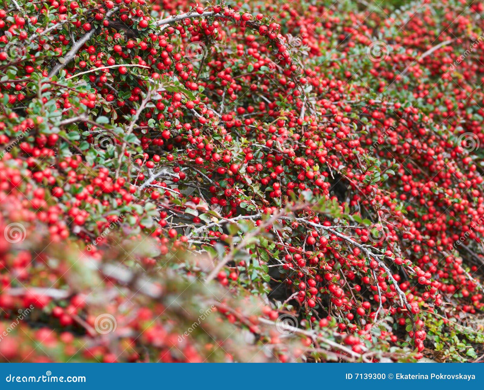 Bacche rosse di autunno fotografia stock. Immagine di aperto - 7139300