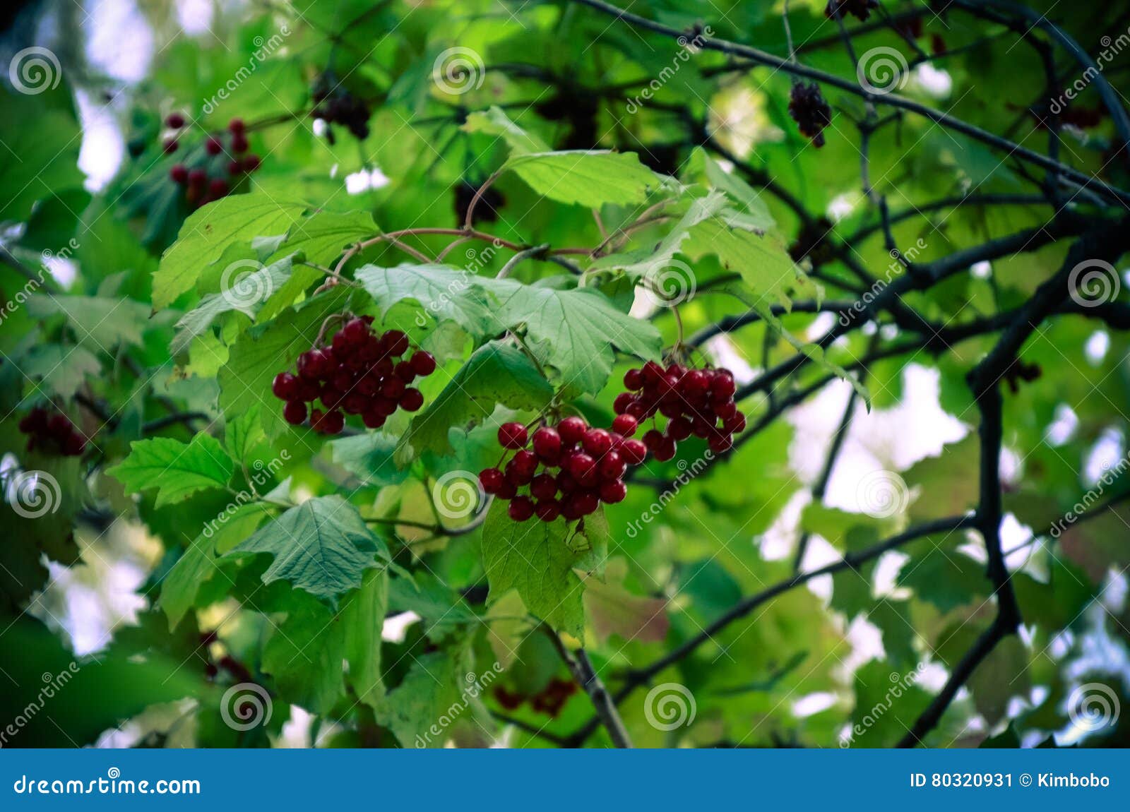Bacche Rosse Di Viburno Nell'albero Immagine Stock - Immagine di ...