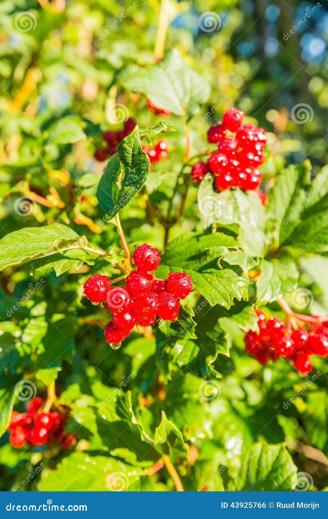 Bacche Rosse Luminose Con Le Gocce Di Rugiada Fotografia Stock ...