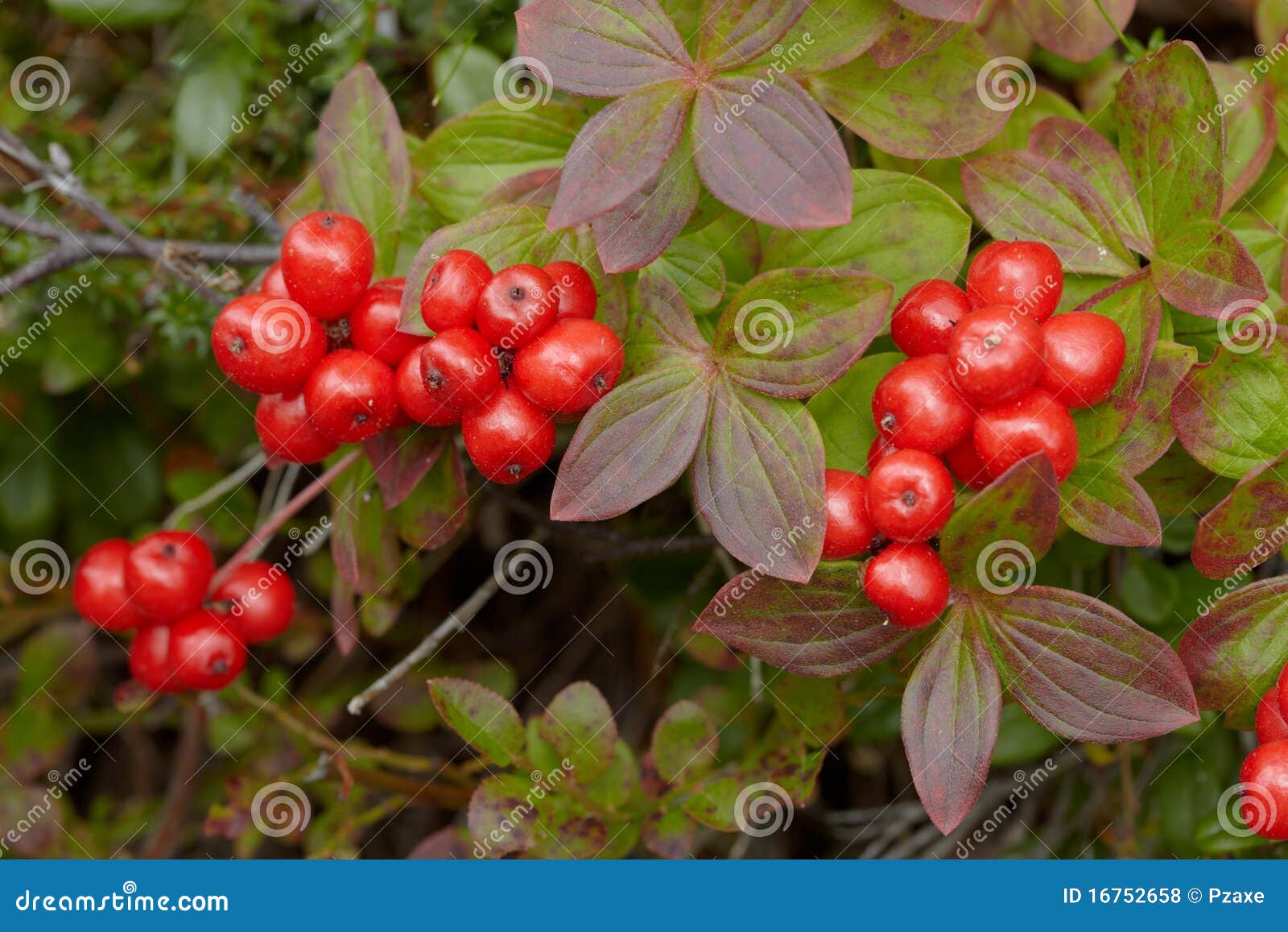 Bacche Rosse Non Commestibili Selvatiche Fotografia Stock - Immagine di ...