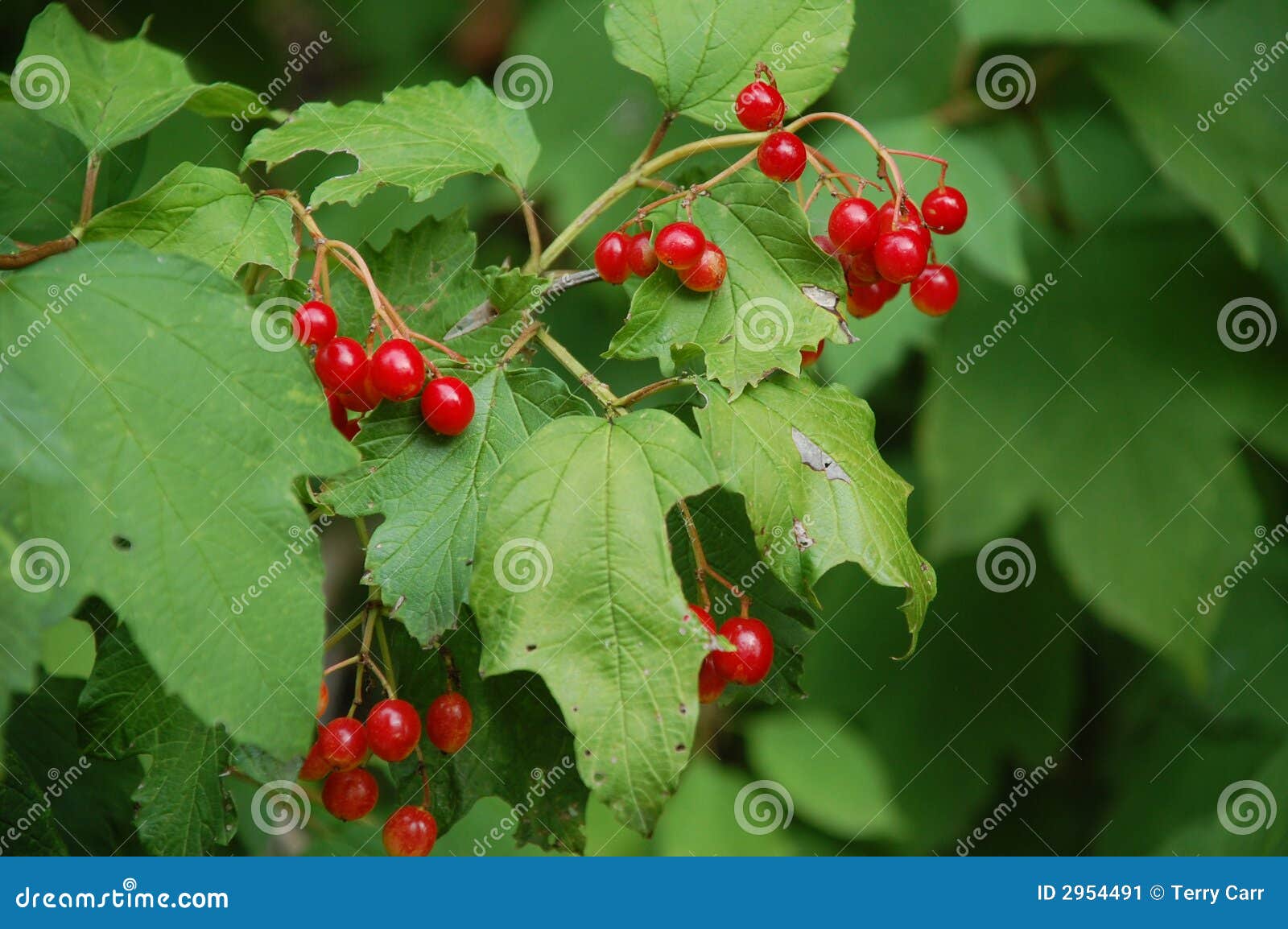 Bacche rosse sul cespuglio immagine stock. Immagine di aperto - 2954491