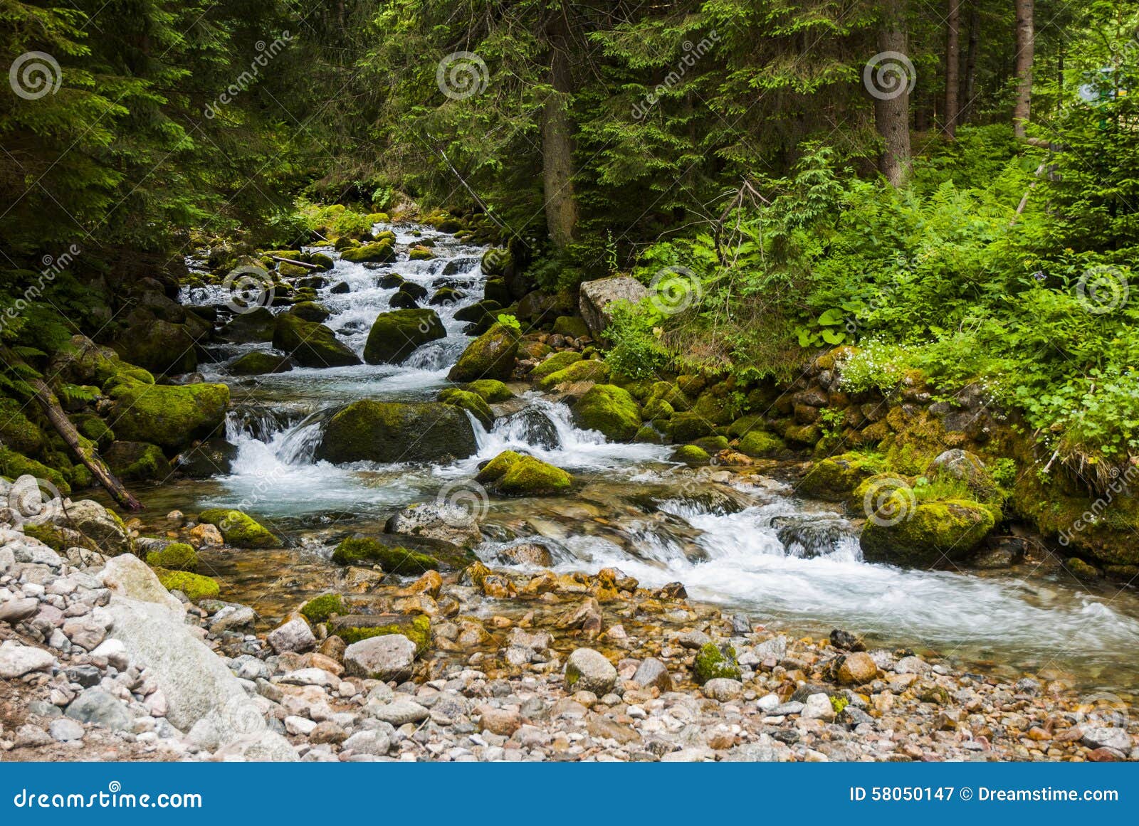 Bach stockbild. Bild von wasser, steine, nave, bach, bäume - 58050147