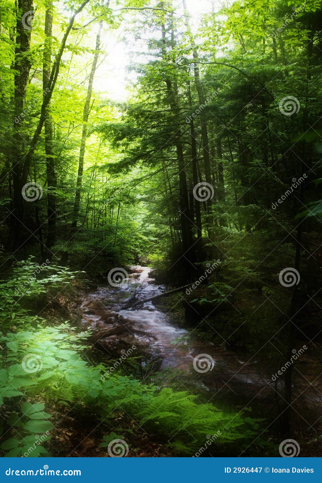 Bach im Wald stockbild. Bild von sonne, schön, ablichtung - 2926447
